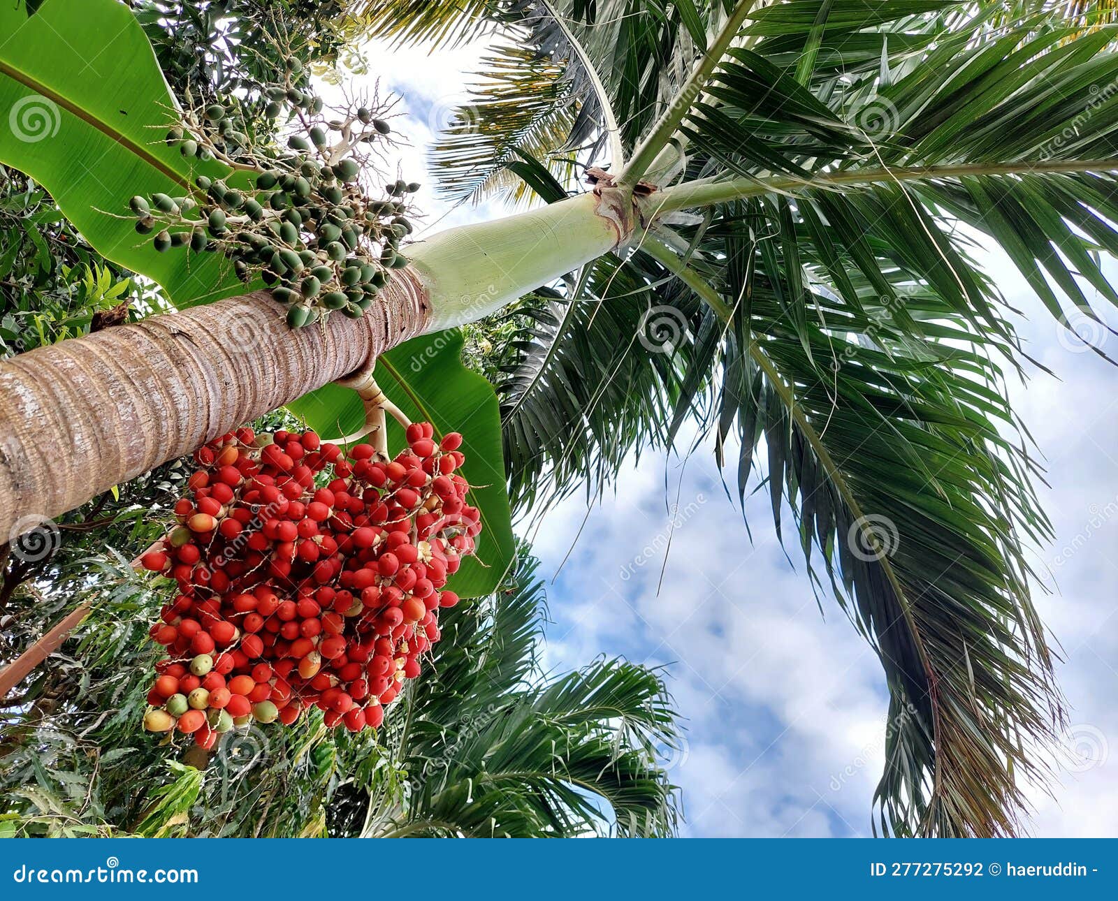 Red Areca Palm Which Has Dense Fruit Stock Photo - Image of plant ...