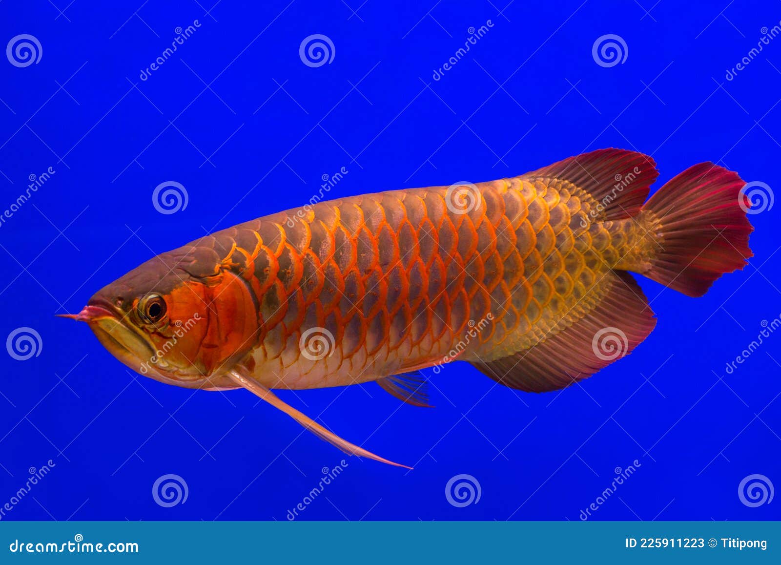 Red Arowana the Asian Dragon Fish Stock Image - Image of aquarium, luck ...