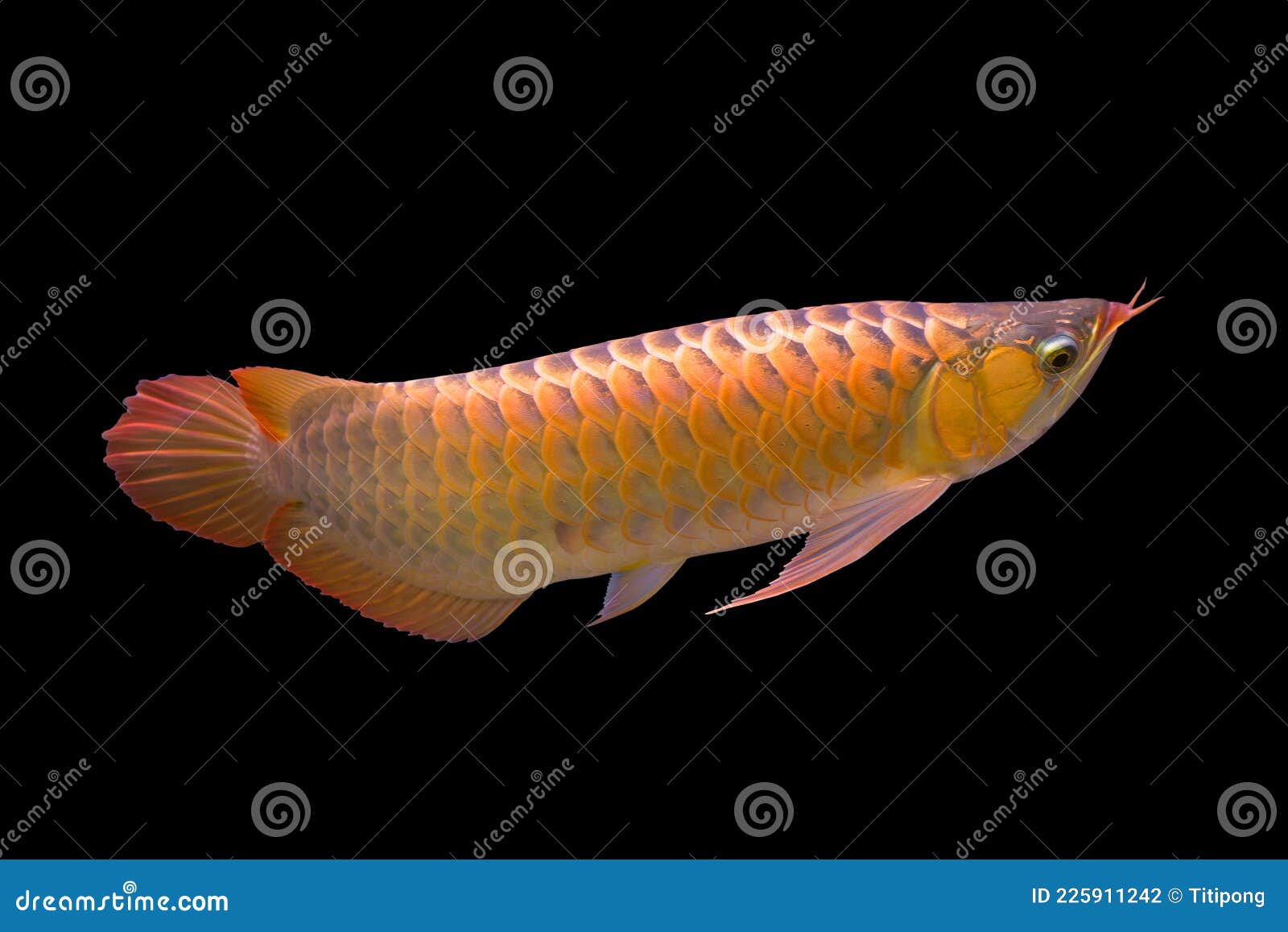 Red Arowana the Asian Dragon Fish Stock Photo - Image of golden ...