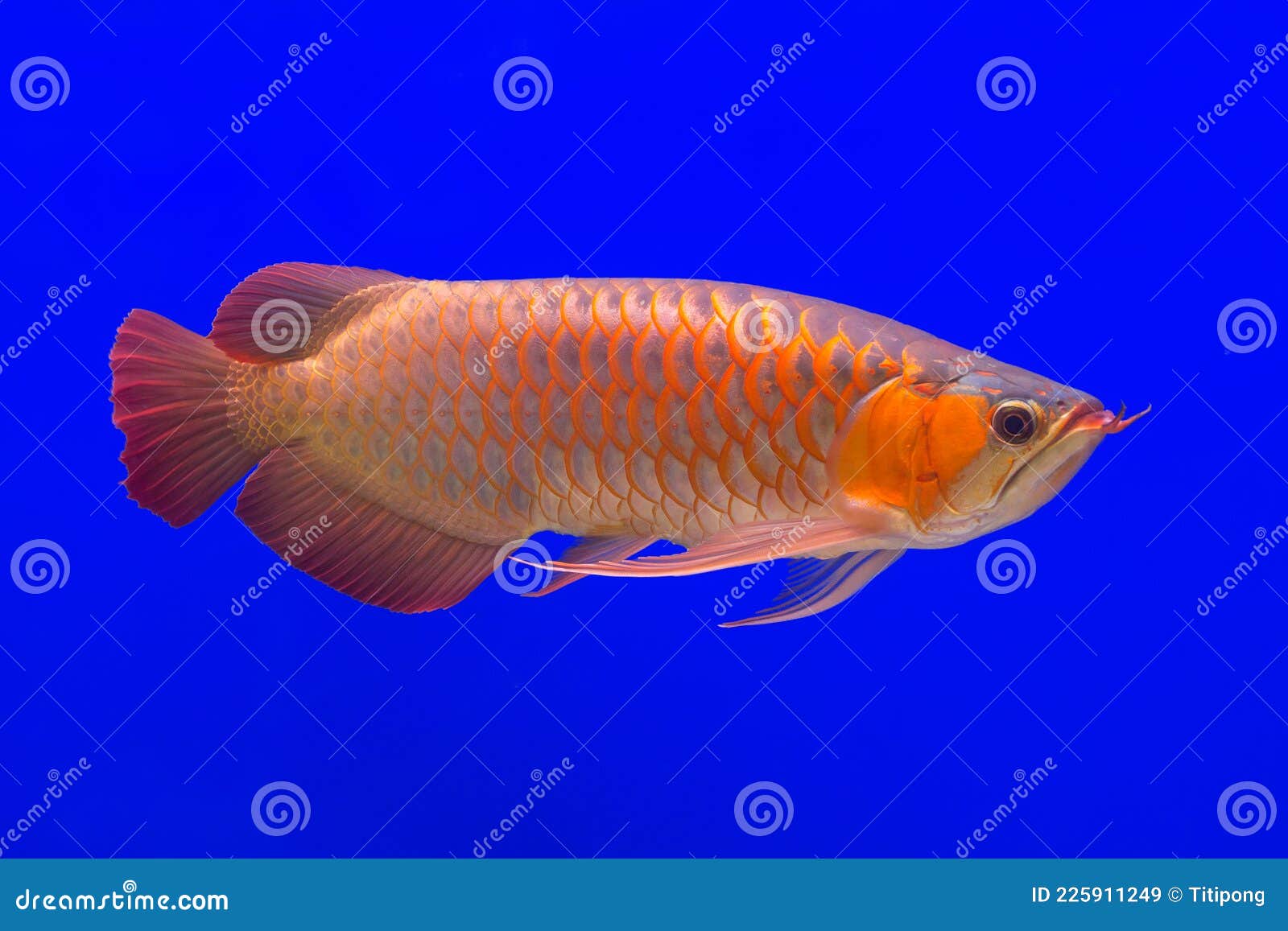 Red Arowana the Asian Dragon Fish Stock Image - Image of arowana, black ...