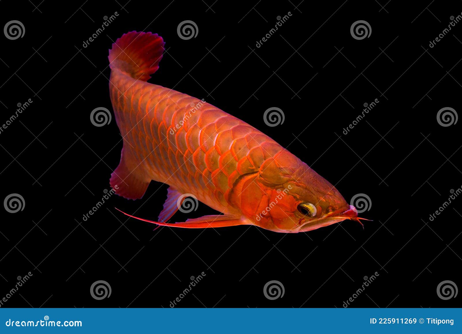 Red Arowana the Asian Dragon Fish Stock Image - Image of black ...