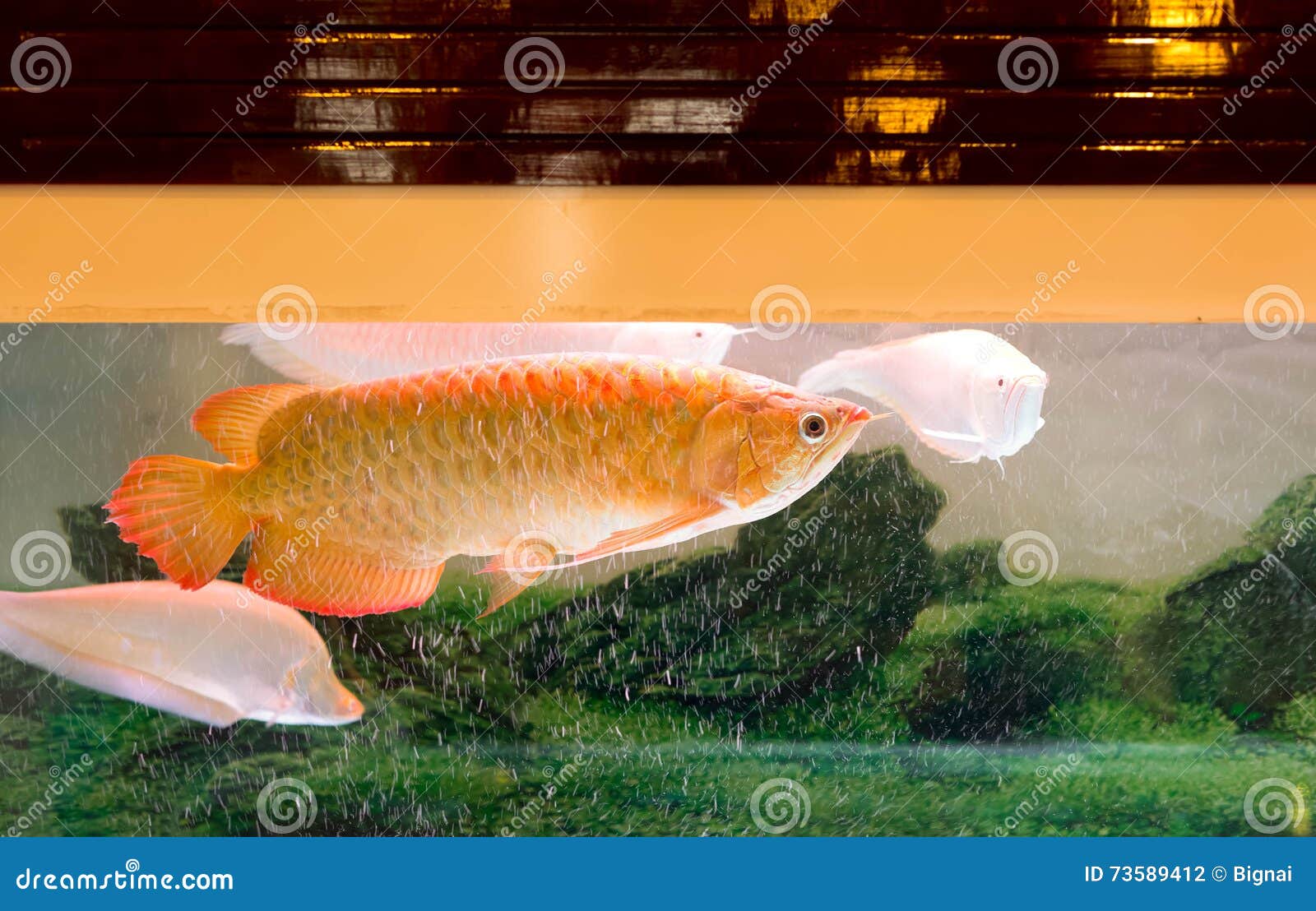 Red Arowana or Dragon fish stock photo. Image of dragon - 73589412