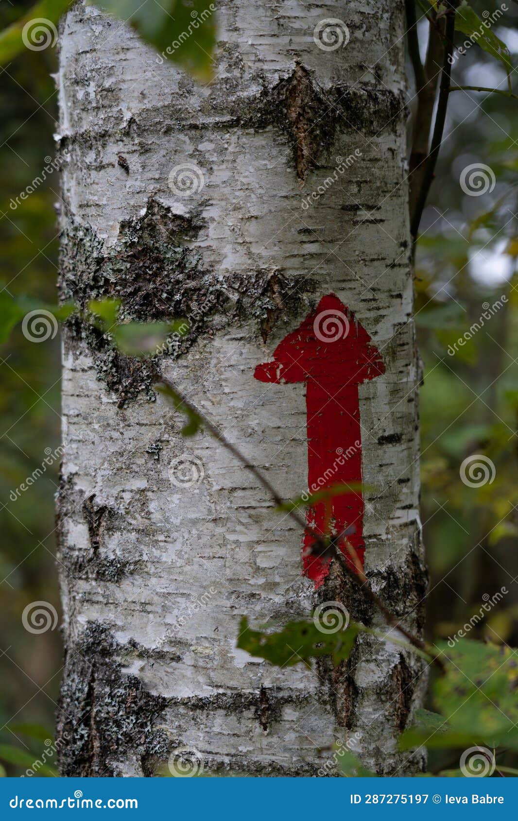 Red Arrow on Birch Stem. Up Stock Image - Image of work, color: 287275197