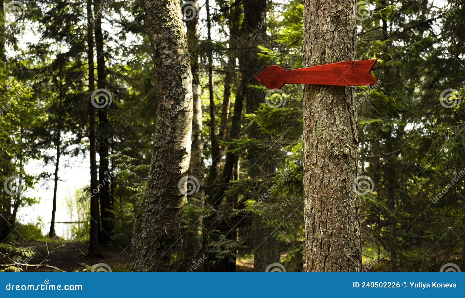Red Arrow Pointer Made of Wood on a Tree in the Forest Stock Photo ...
