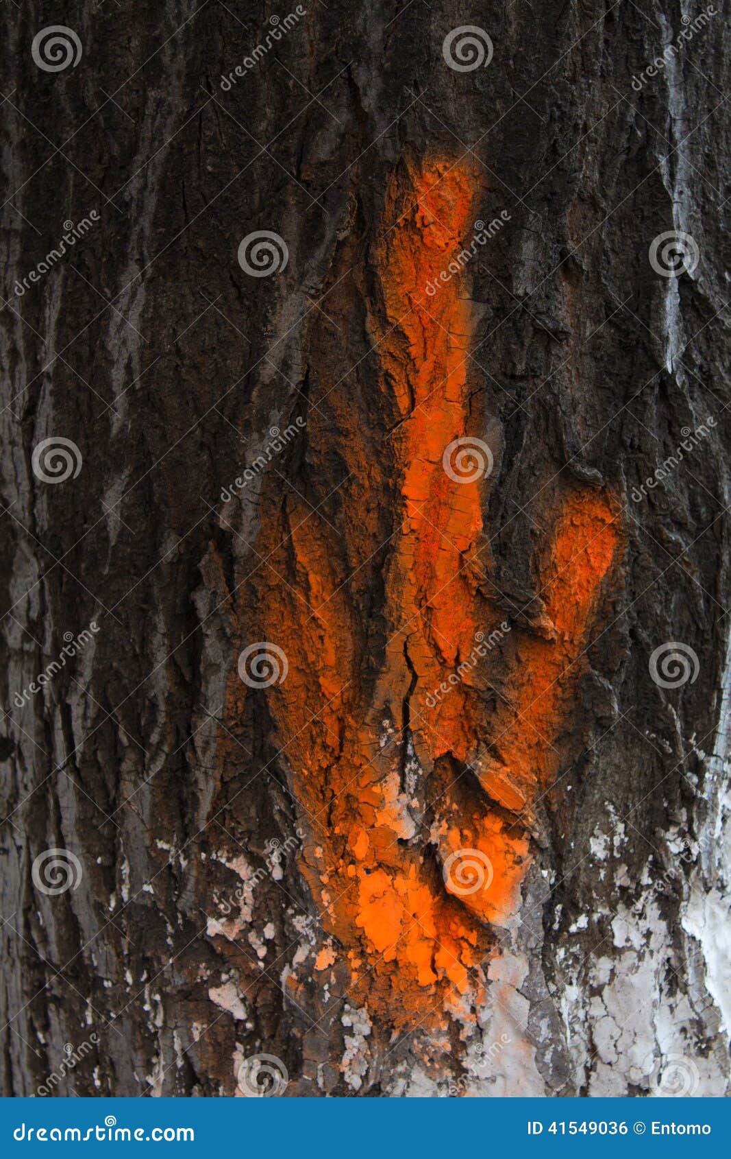 Red arrow on tree trunk stock photo. Image of sharp, arrow - 41549036