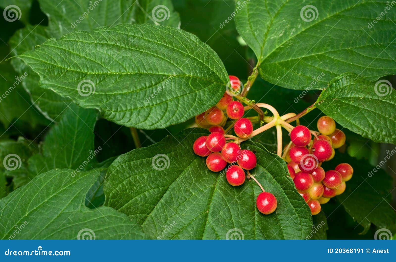 Red arrowwood berries stock image. Image of cluster, delicious - 20368191
