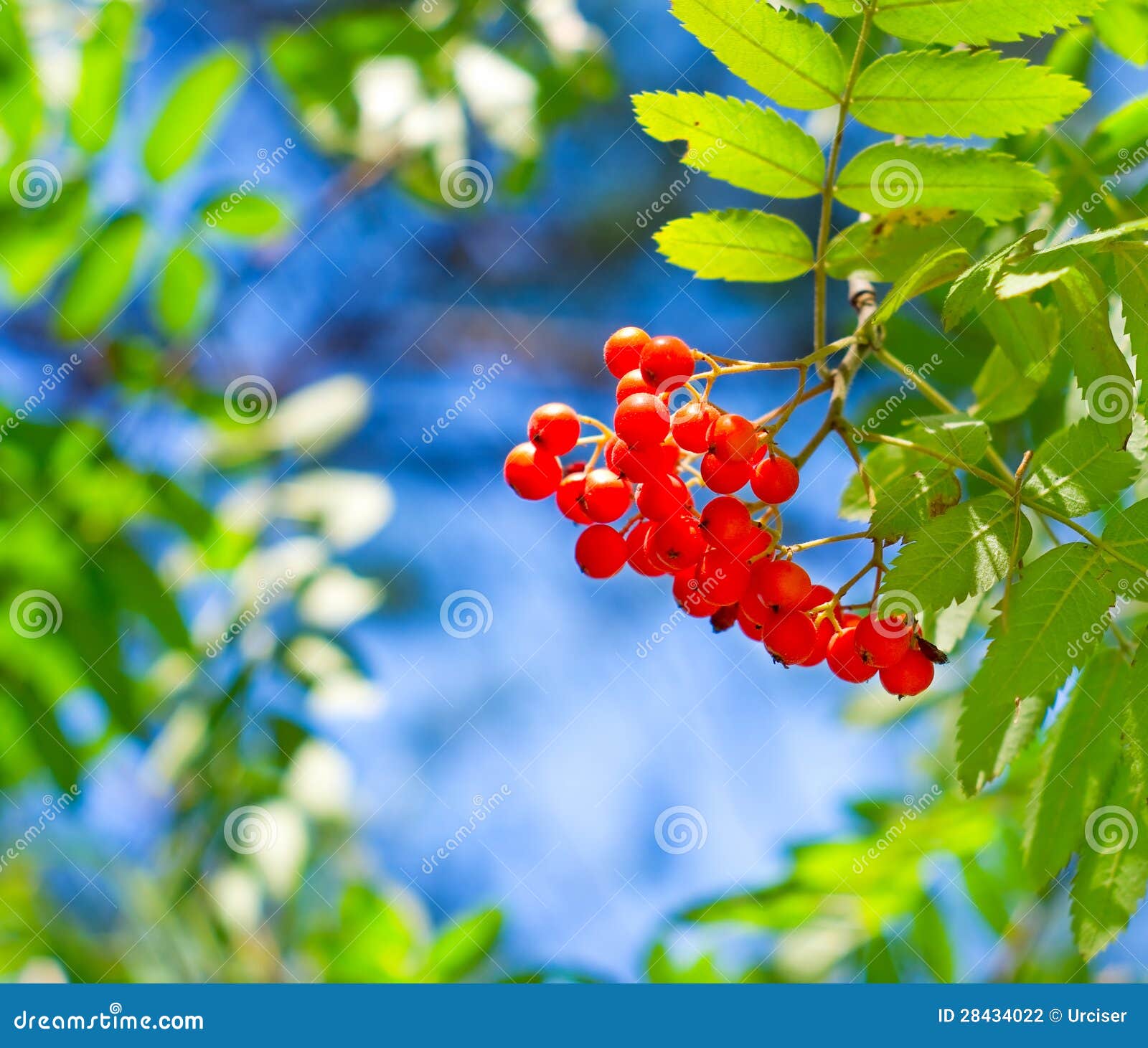 Red ash stock photo. Image of blue, season, cluster, botany - 28434022