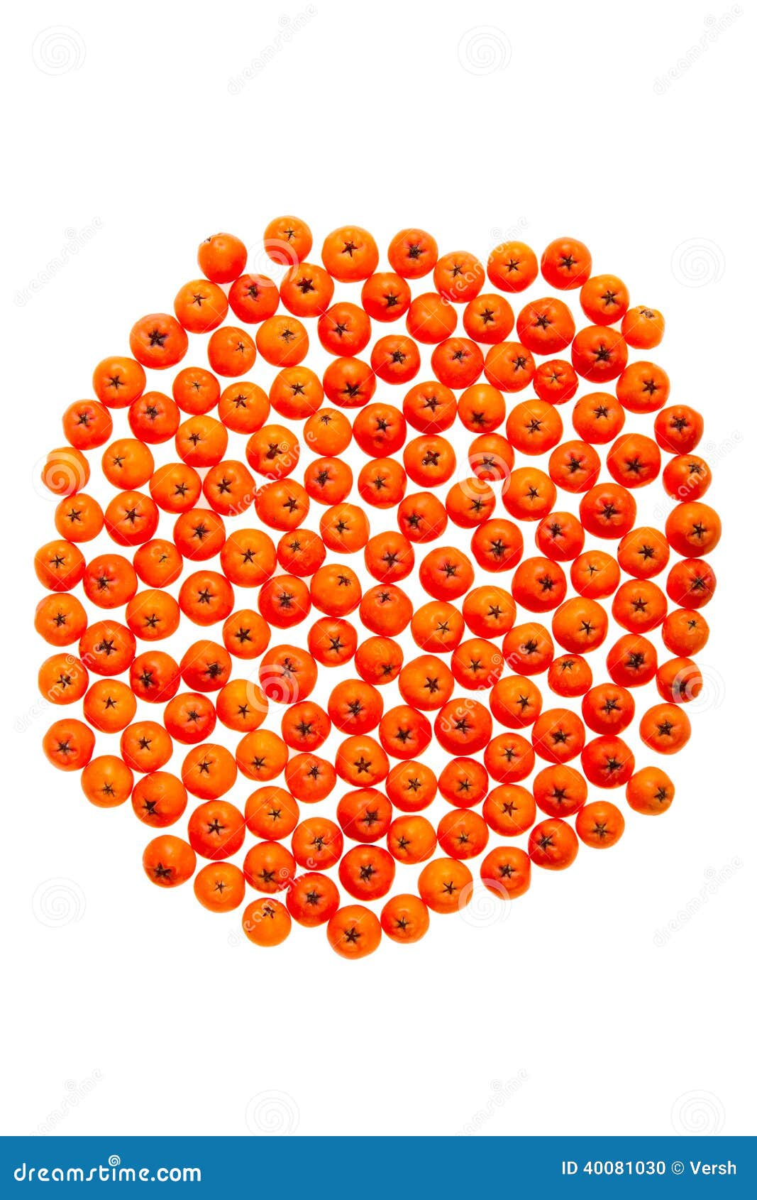 Red Ash-baries Texture Isolated on White Stock Photo - Image of natural ...