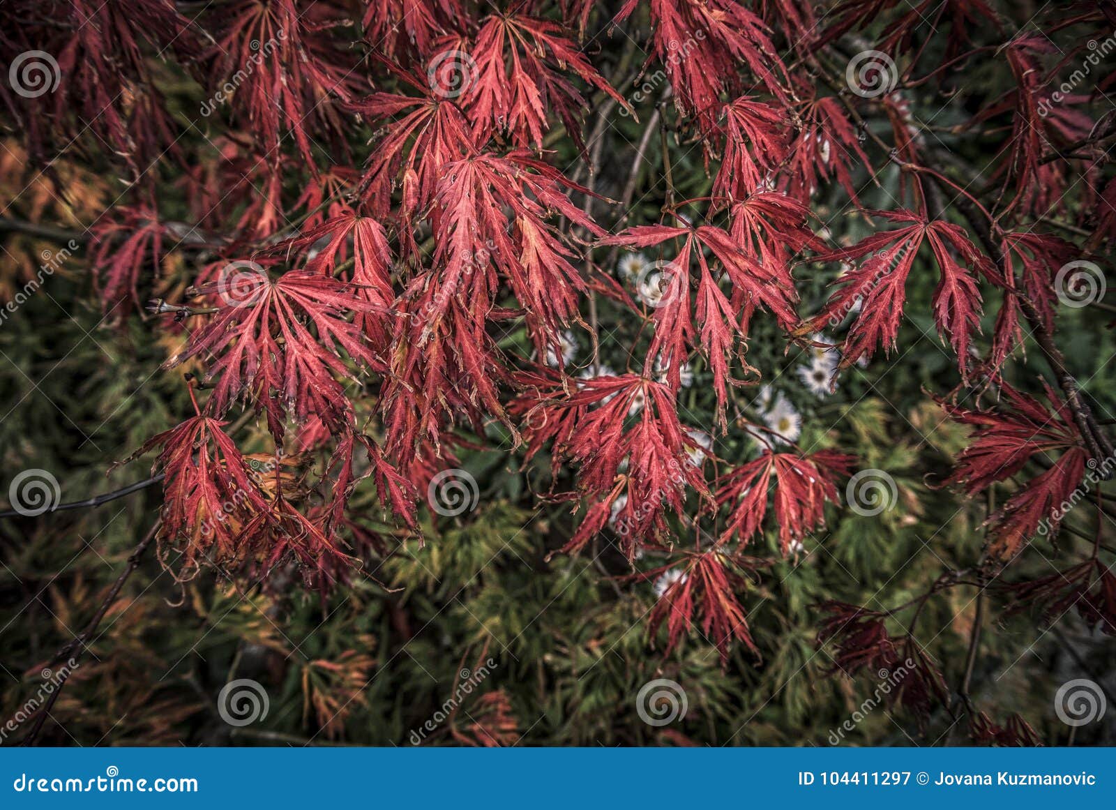 Red Ash Tree stock image. Image of fresh, pattern, environment - 104411297
