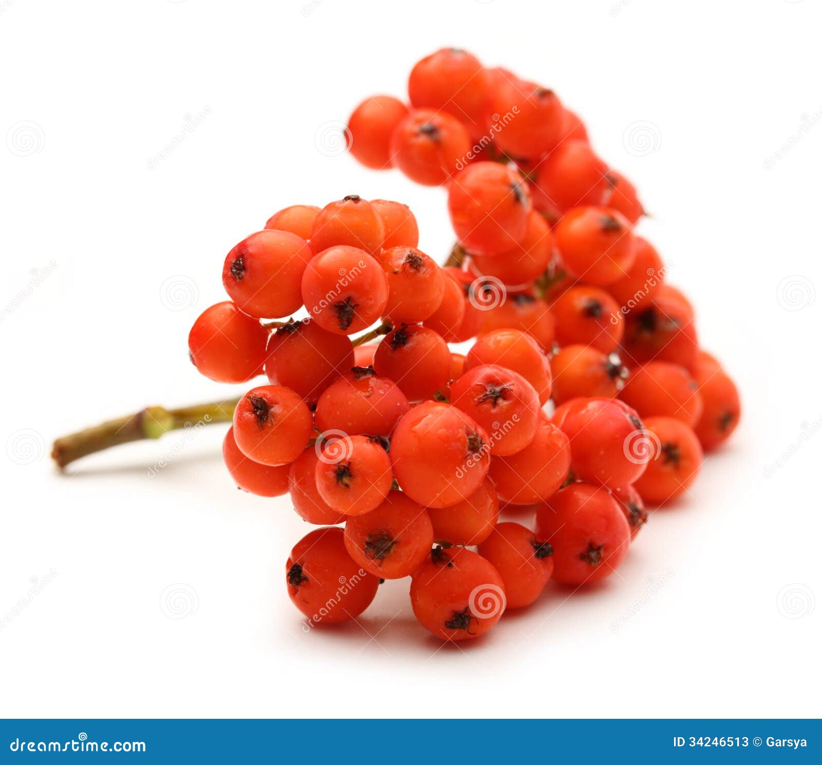 Red ashberry stock image. Image of natural, autumnal - 34246513