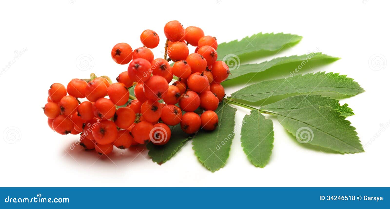 Red ashberry stock photo. Image of flora, berry, autumn - 34246518