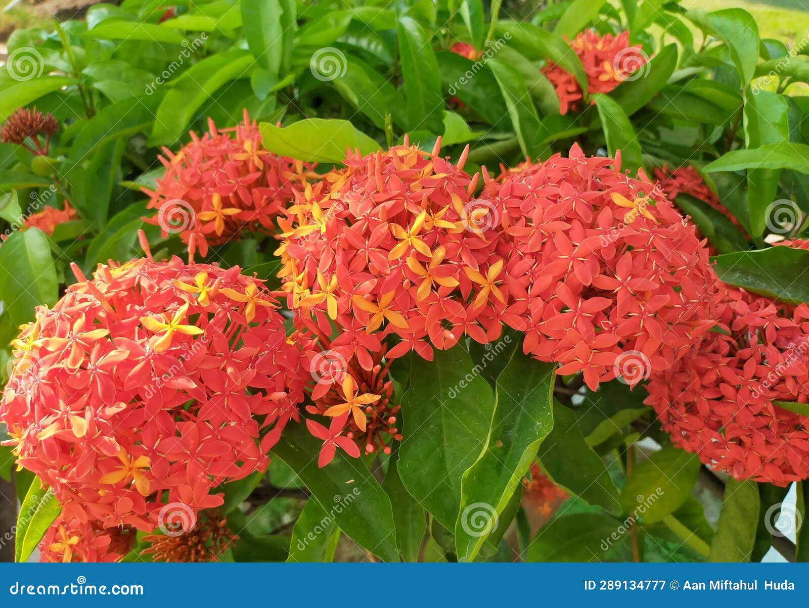 Red Ashoka Flower stock image. Image of tropical, colors - 289134777