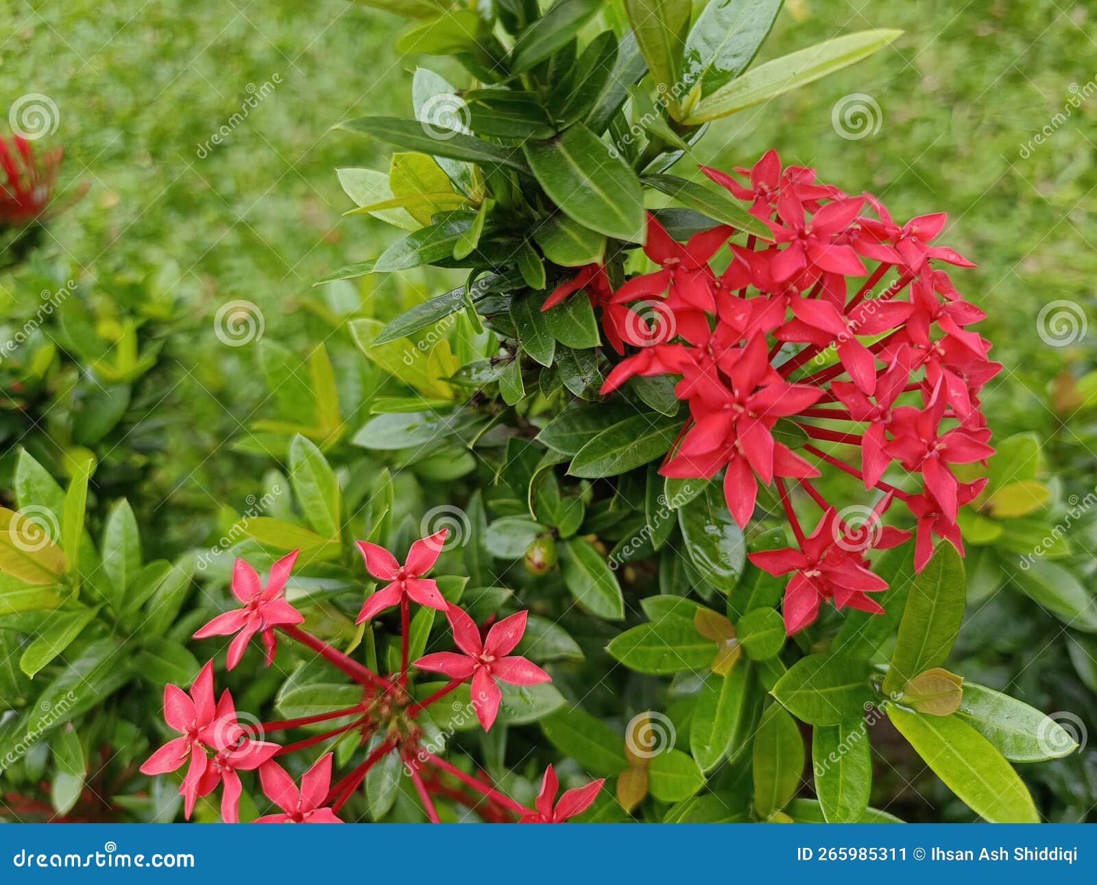 Red Ashoka Flower stock image. Image of meadow, produce - 265985311