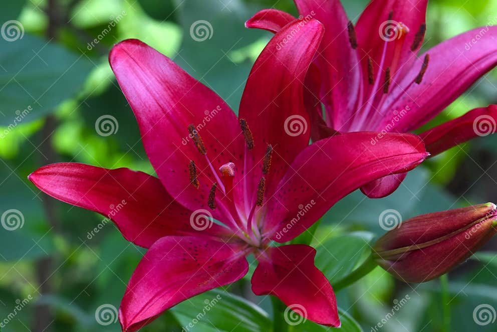 Red Petal Asian Oriental Lily 08 Stock Image - Image of bulb, asiatic ...
