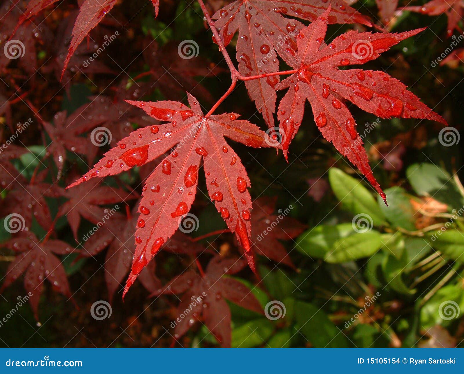 Red Asian Maple Tree Leaves Stock Photo - Image of summer, park: 15105154