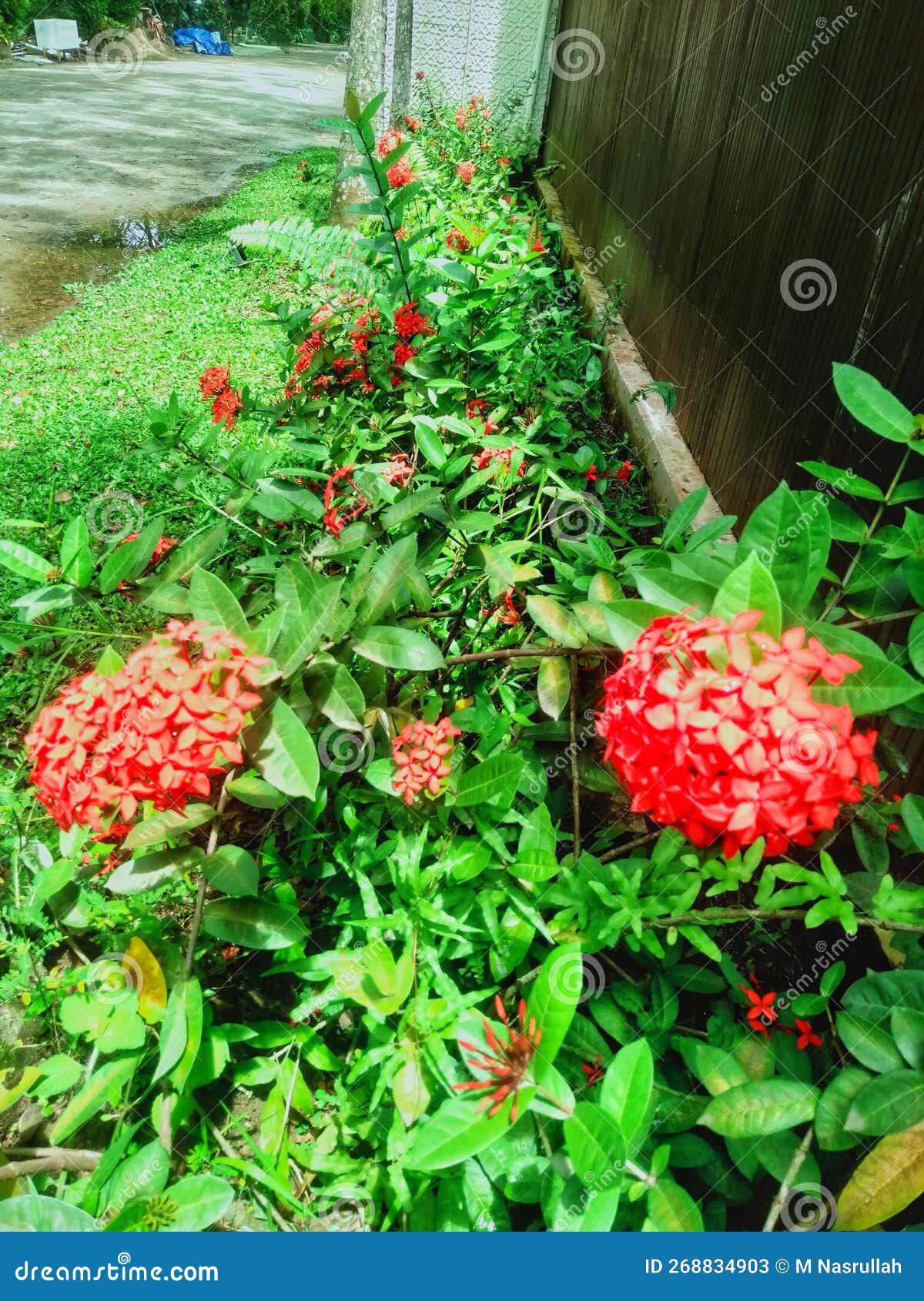 Red asoka flower stock image. Image of lawn, flower - 268834903