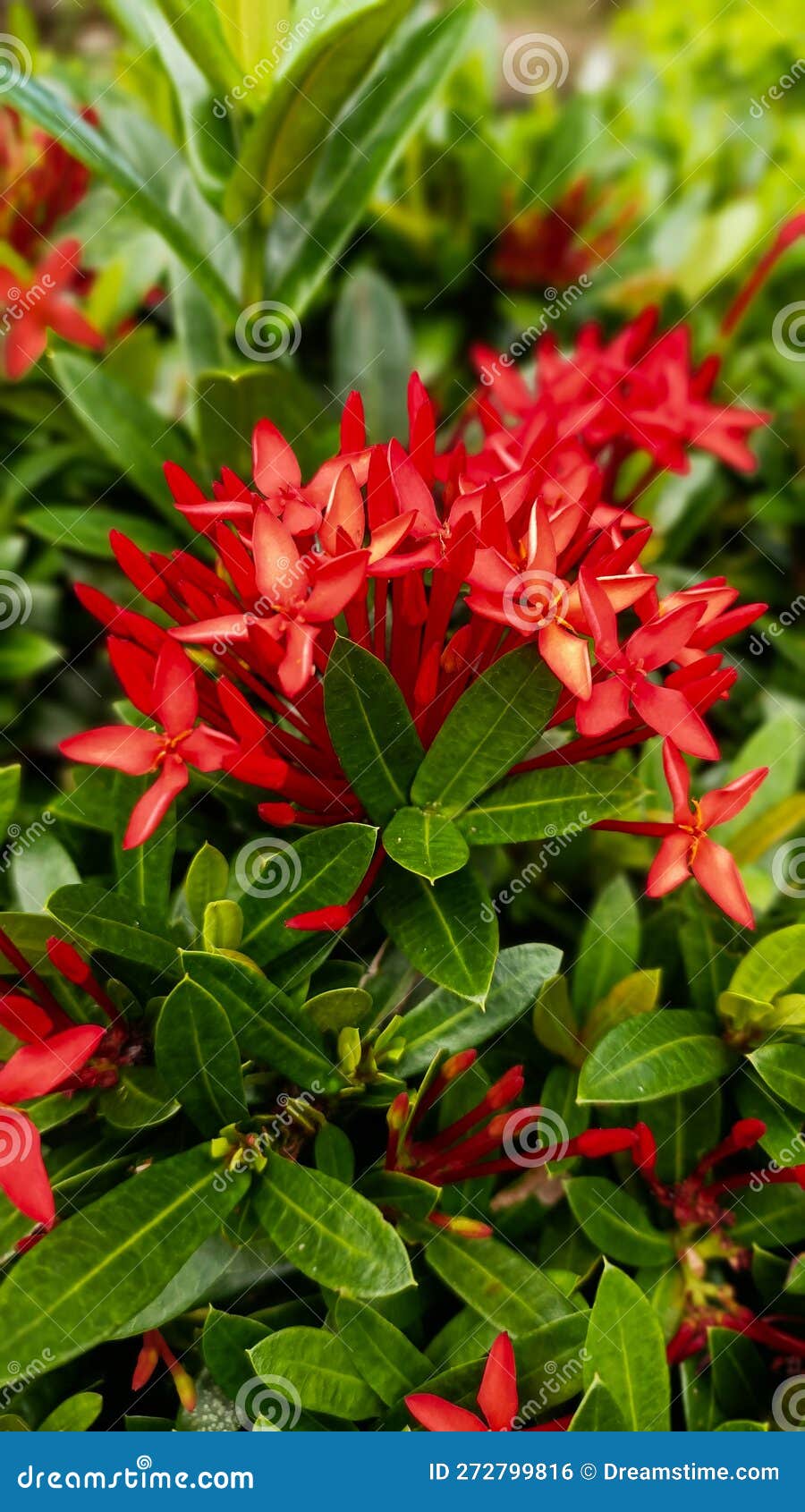 Asoka Flower. Ixora Coccinea. Stock Image | CartoonDealer.com #205085125