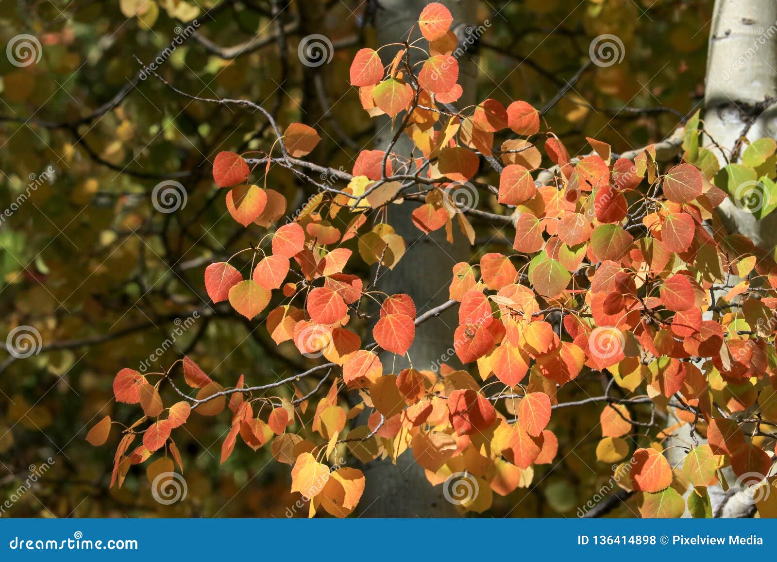 Red and Orange Aspen Leaves Stock Photo - Image of fall, leaf: 136414898