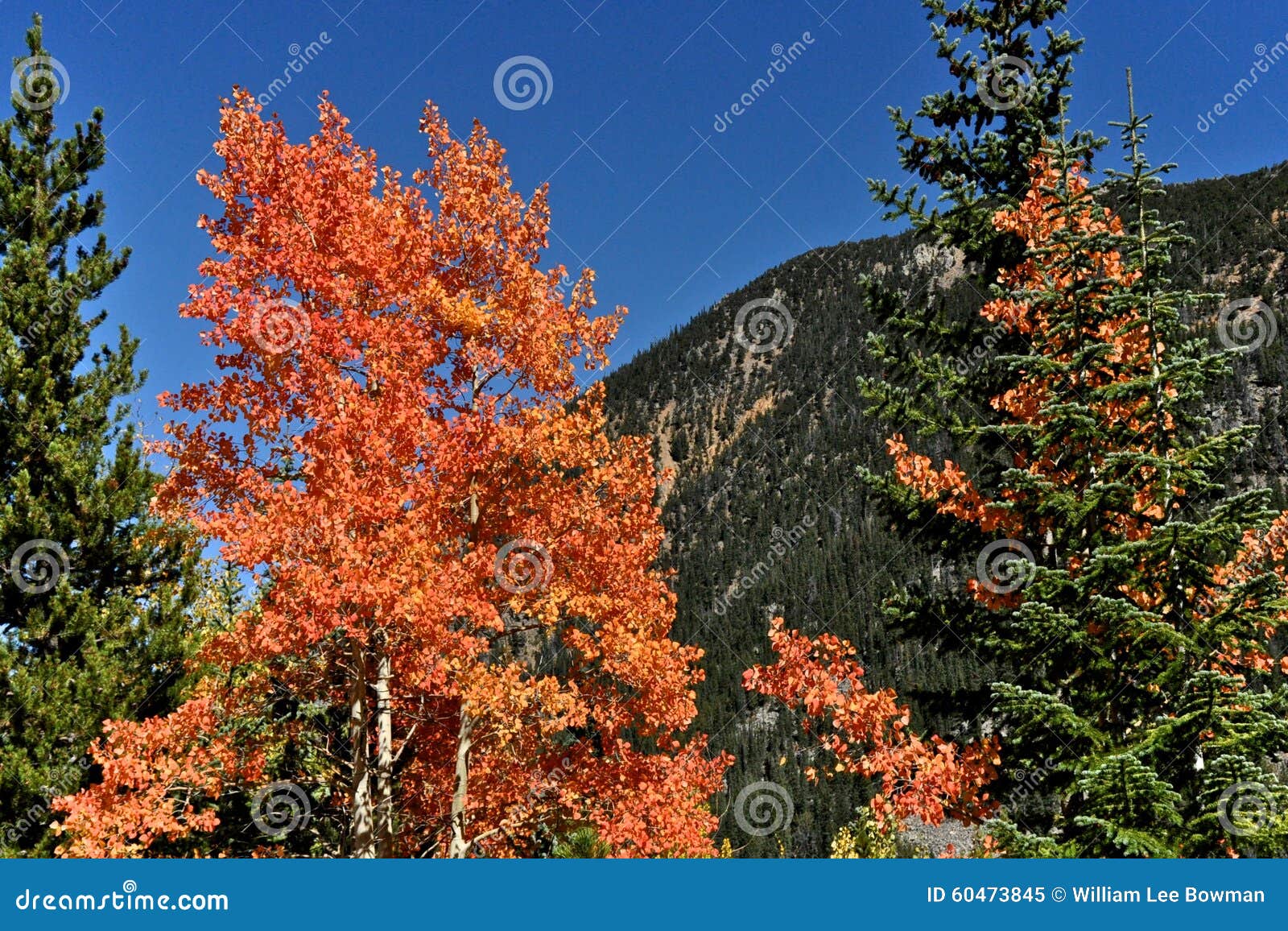 Red Aspen stock image. Image of autumn, color, mountains - 60473845