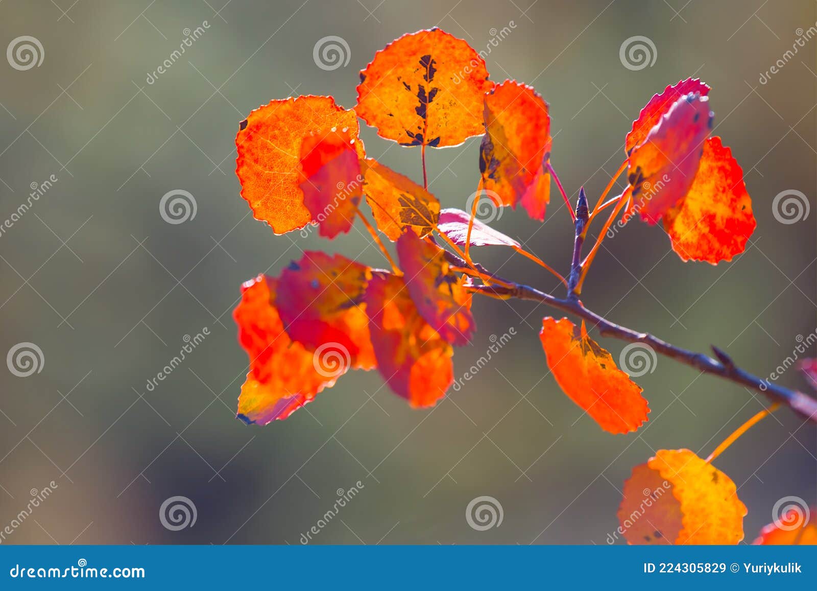 Red aspen tree branch stock image. Image of environment - 224305829