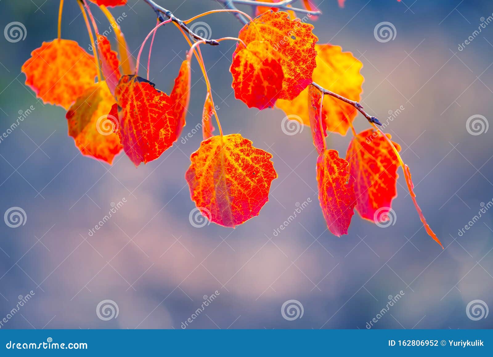 Red Aspen Tree Bransh in a Forest Stock Photo - Image of grove, fading ...