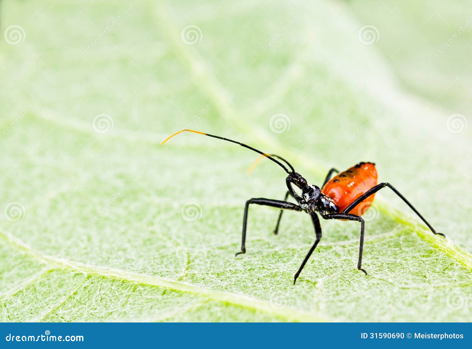 Red Assassin Insect on Leaf Stock Photo - Image of nature, predatory ...