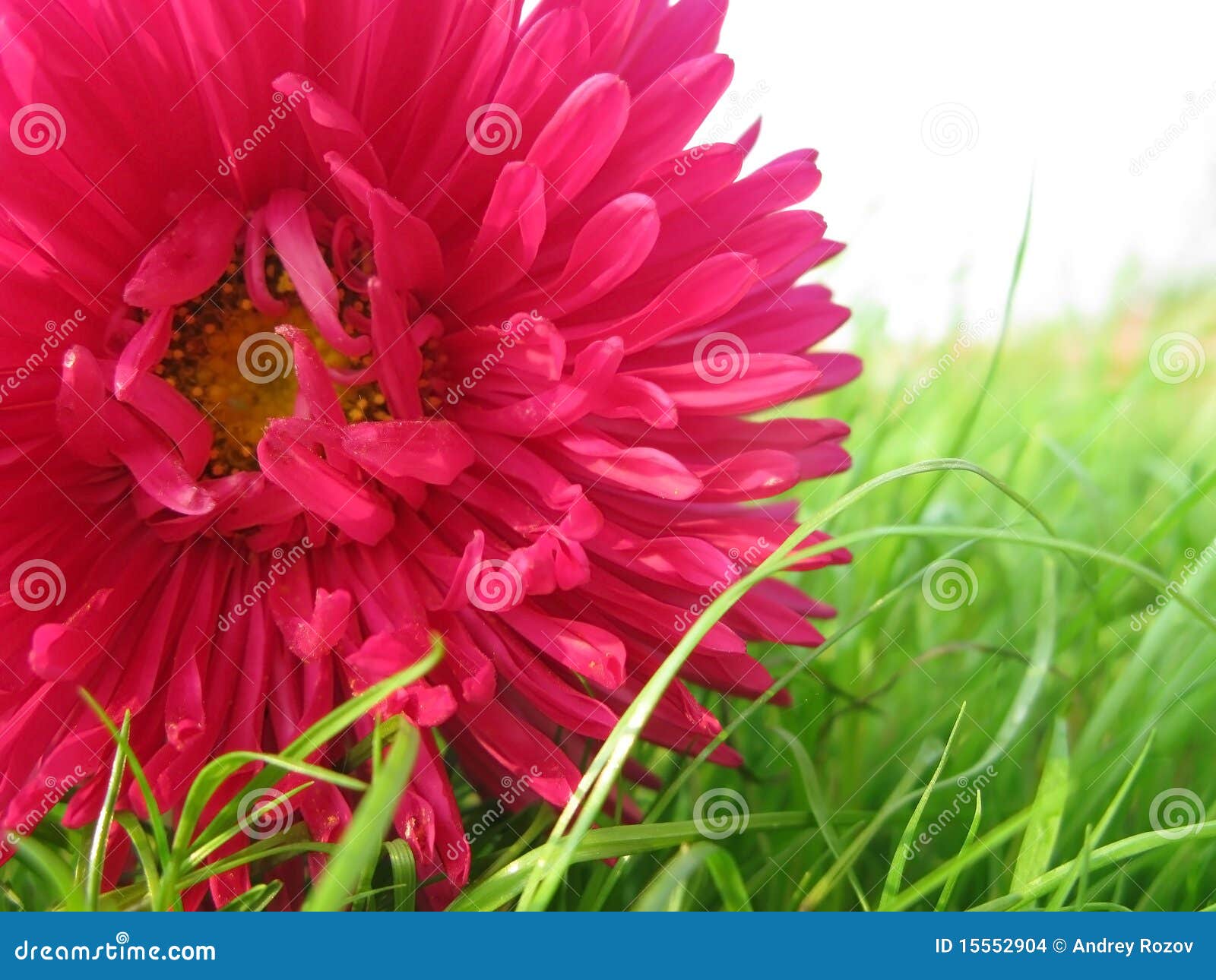 Red aster stock photo. Image of pink, aster, flower, magenta - 15552904