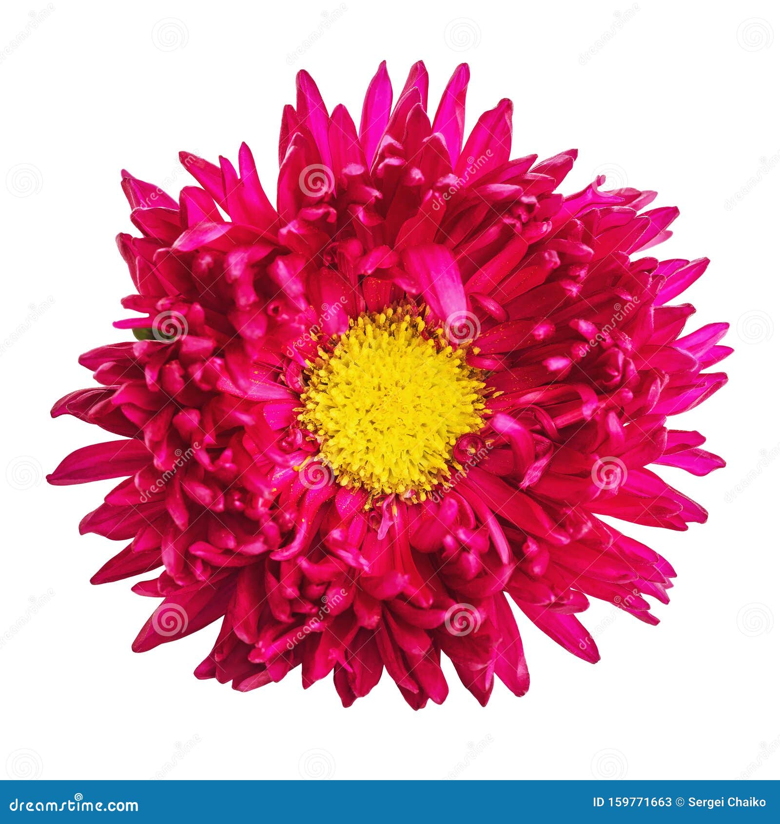 Red Aster Flower Isolated on White Background. Macro Image for Greeting ...
