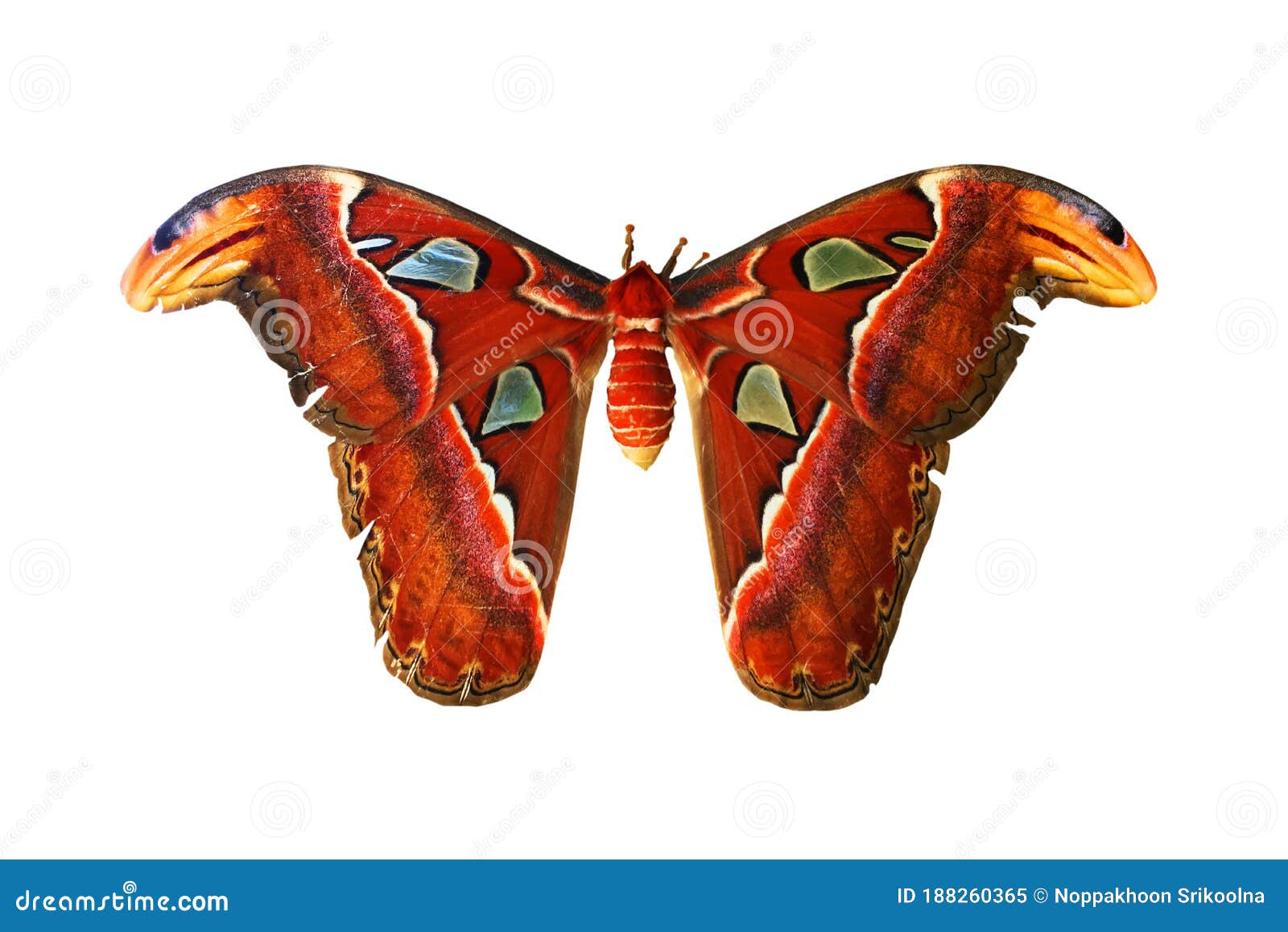 Female Attacus Atlas Moth Royalty-Free Stock Photography ...