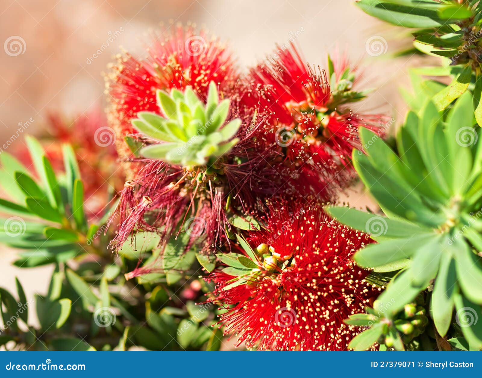Red Australian Flower Callistemon Cultivar Stock Image - Image of ...