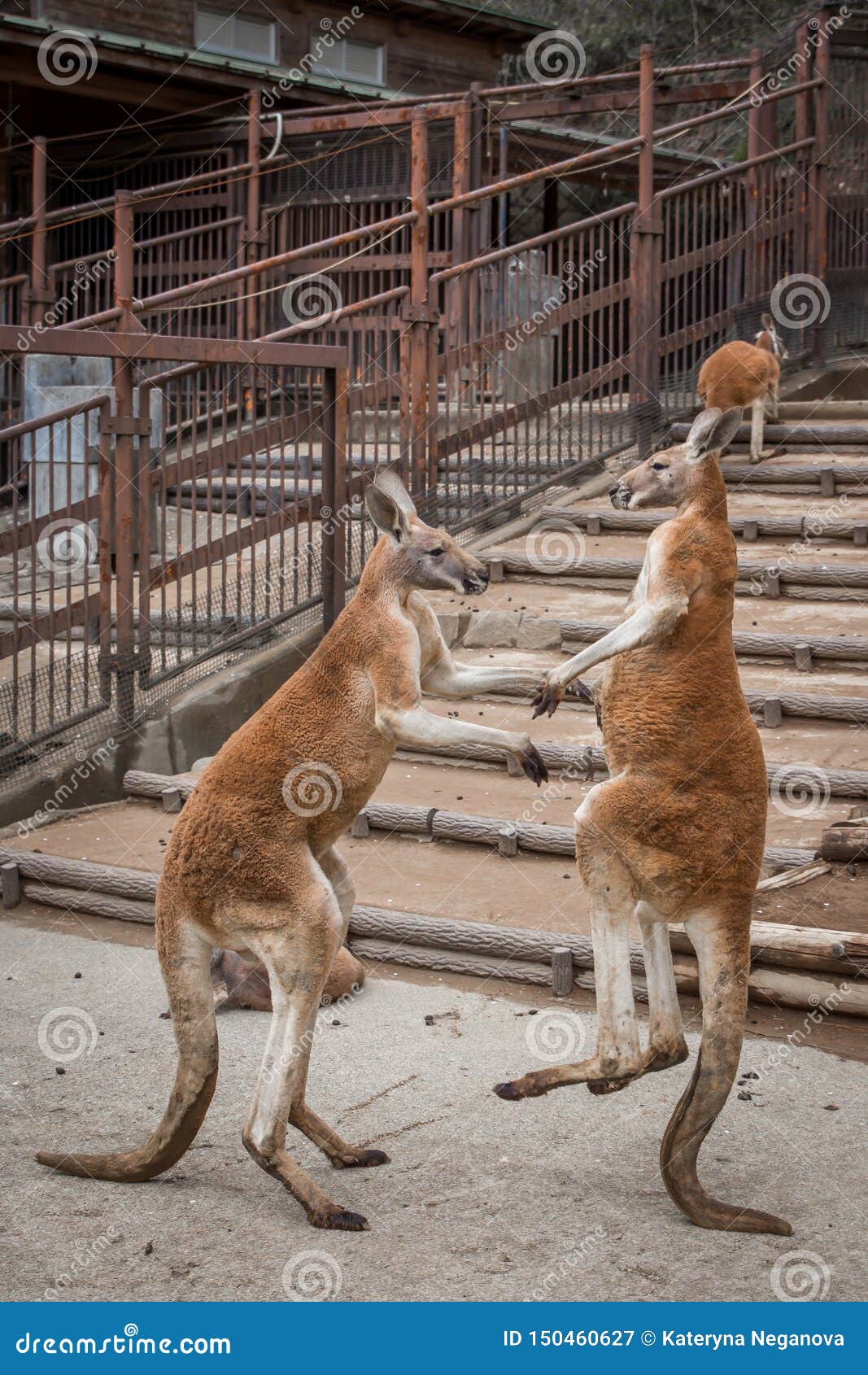Red Australian Kangaroo Fighting Stock Image - Image of playing, animal ...
