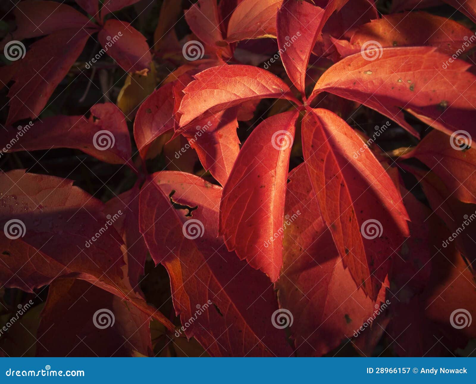 Red at autumn stock image. Image of lighting, creative - 28966157