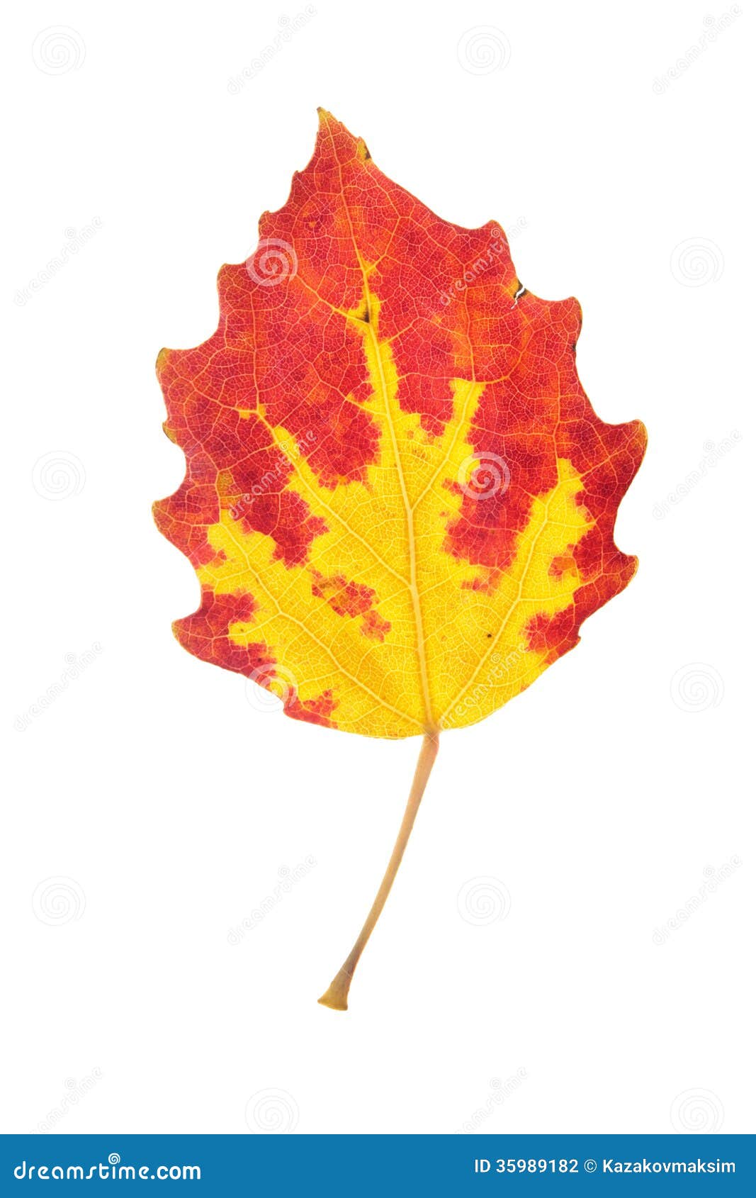 Red Autumn Aspen Leaf Isolated on White Stock Photo - Image of autumn ...