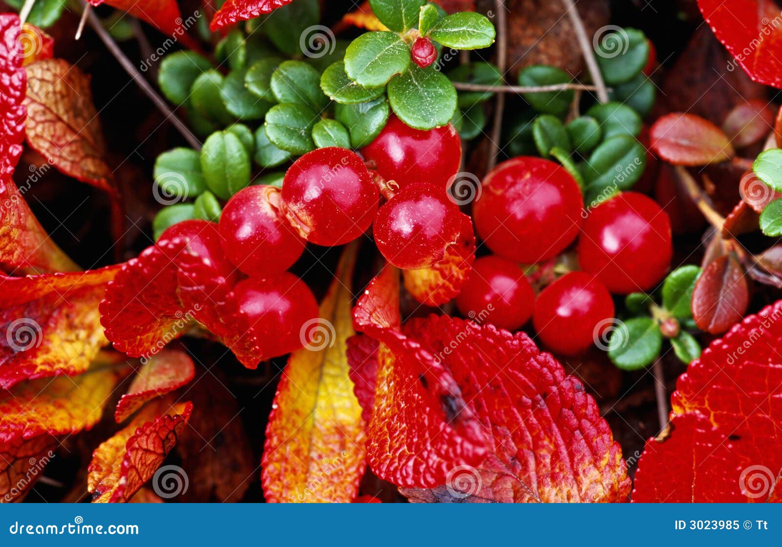 Red autumn berries stock image. Image of autumn, leaf - 3023985