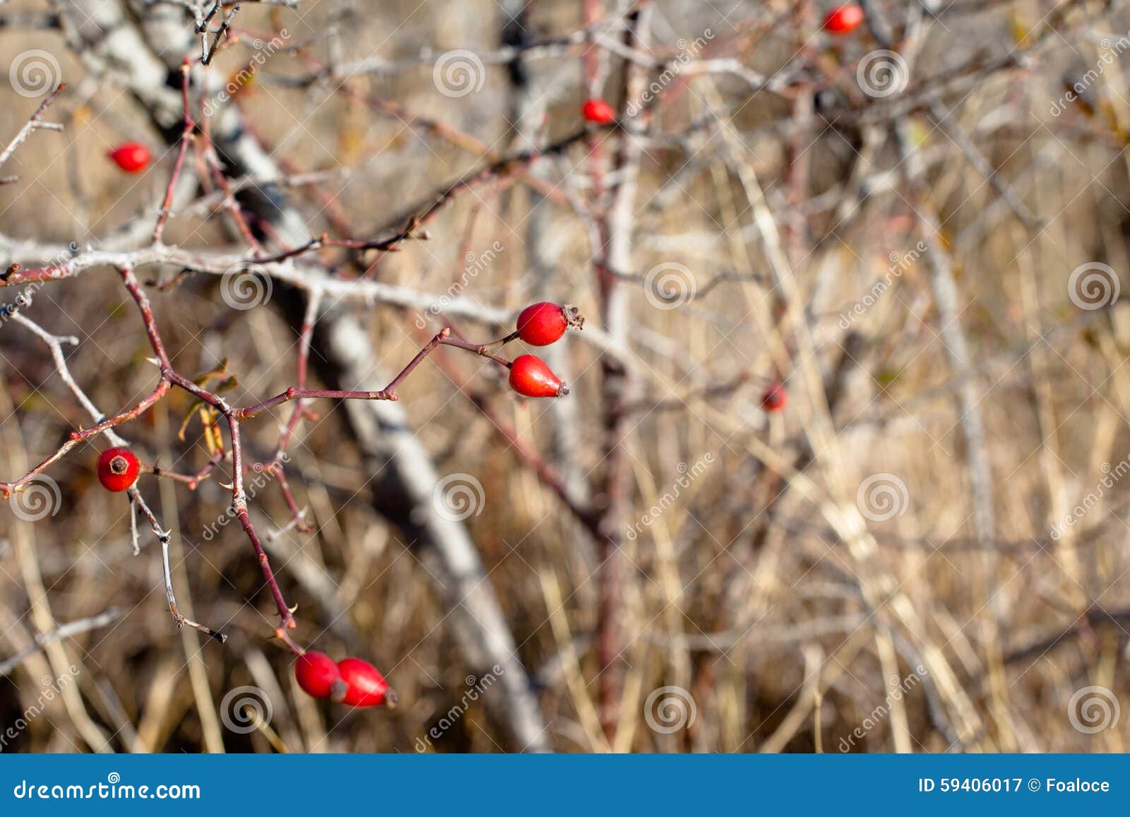 Red autumn berries stock image. Image of brown, bare - 59406017