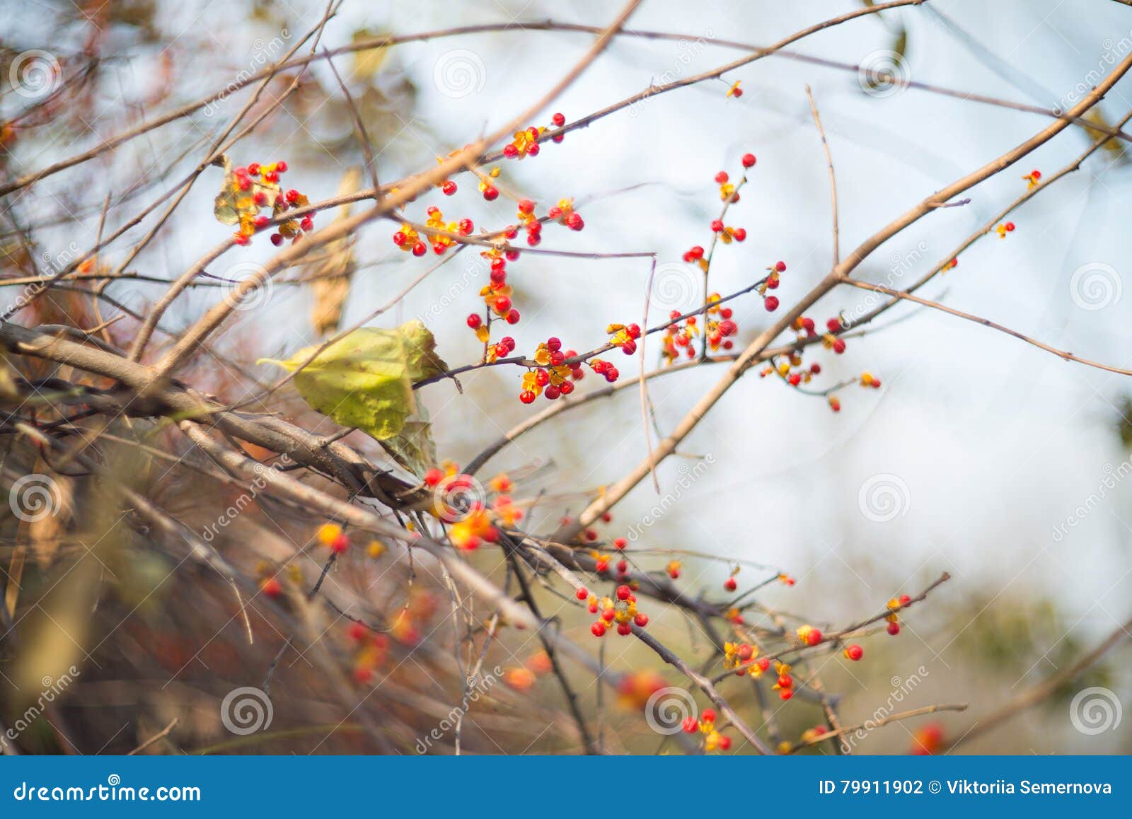 Red autumn berries stock photo. Image of texture, autumn - 79911902