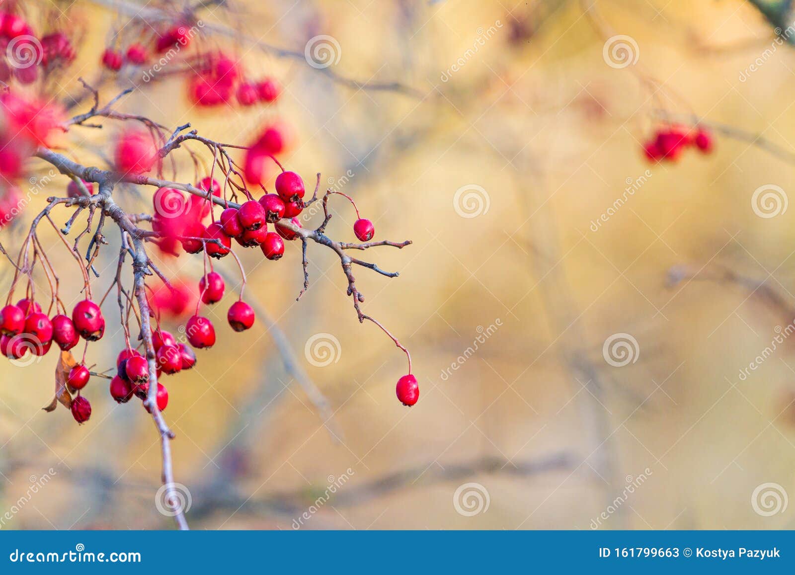Red Autumn Berries on a Sunny Day Stock Image - Image of bright, flora ...