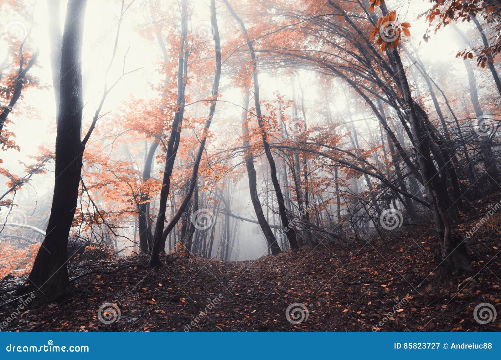 Red Autumn Enchanted Forest Stock Image - Image of enchanted, halloween ...
