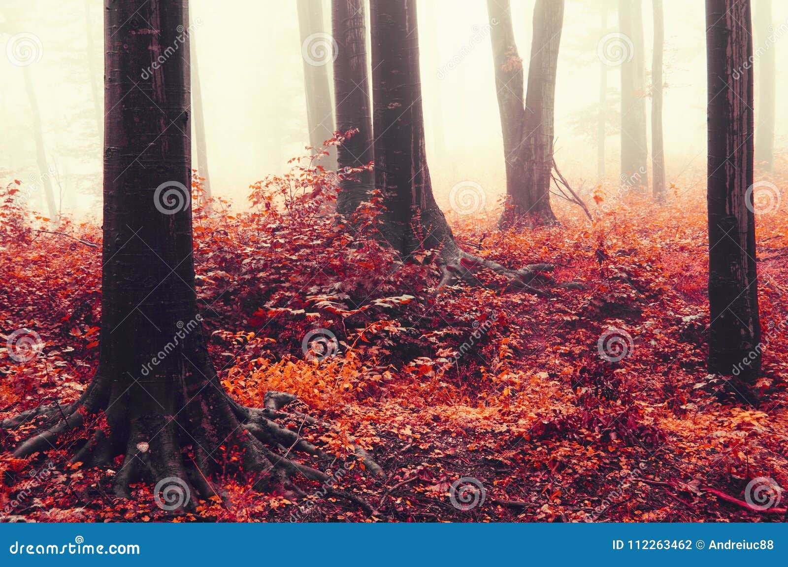 Red autumn forest with fog stock photo. Image of haze - 112263462