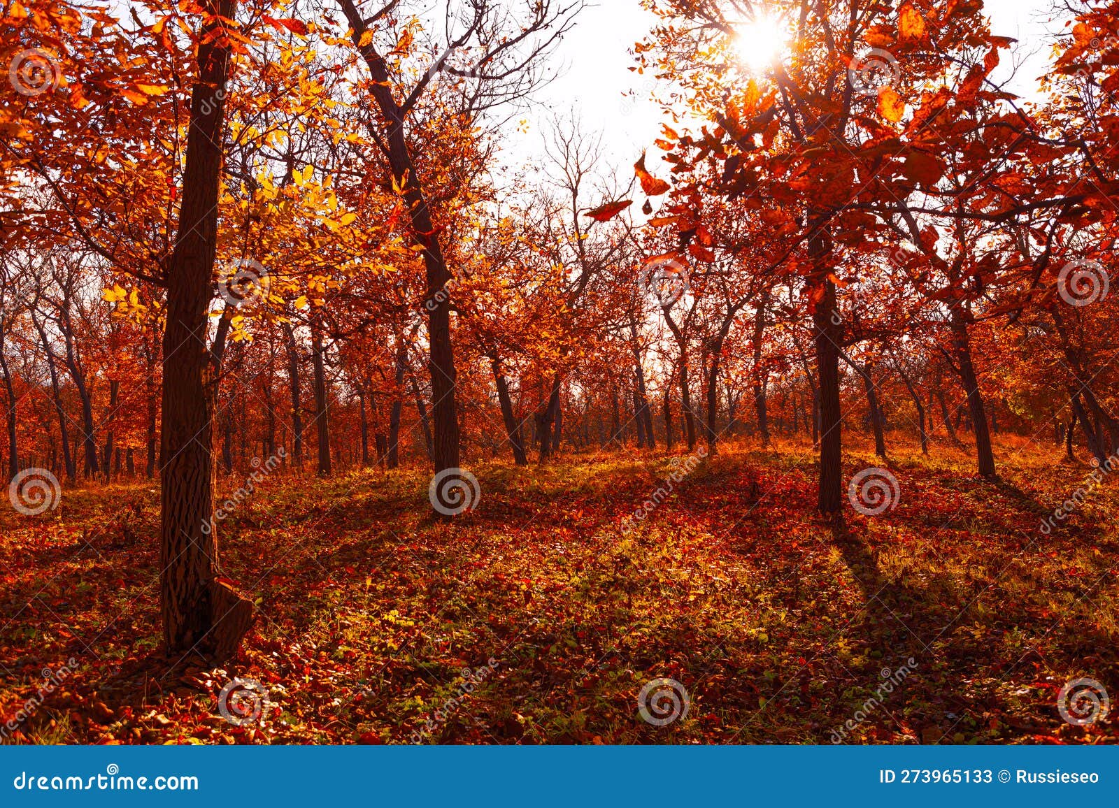 Red autumn forest stock image. Image of forest, beautiful - 273965133