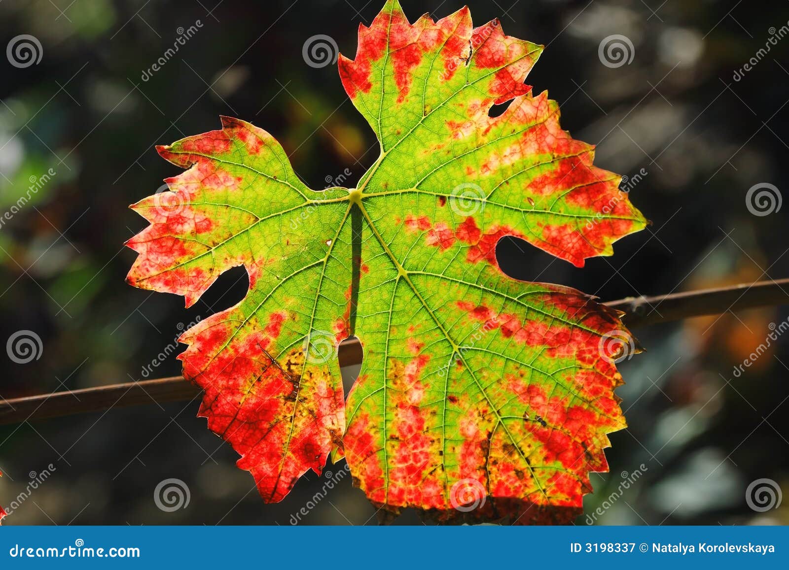Red autumn grape leaves stock image. Image of season, beautiful - 3198337