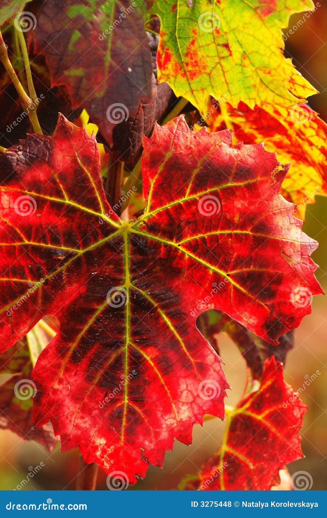 Red autumn grape leaves stock photo. Image of beaujolais - 3275448