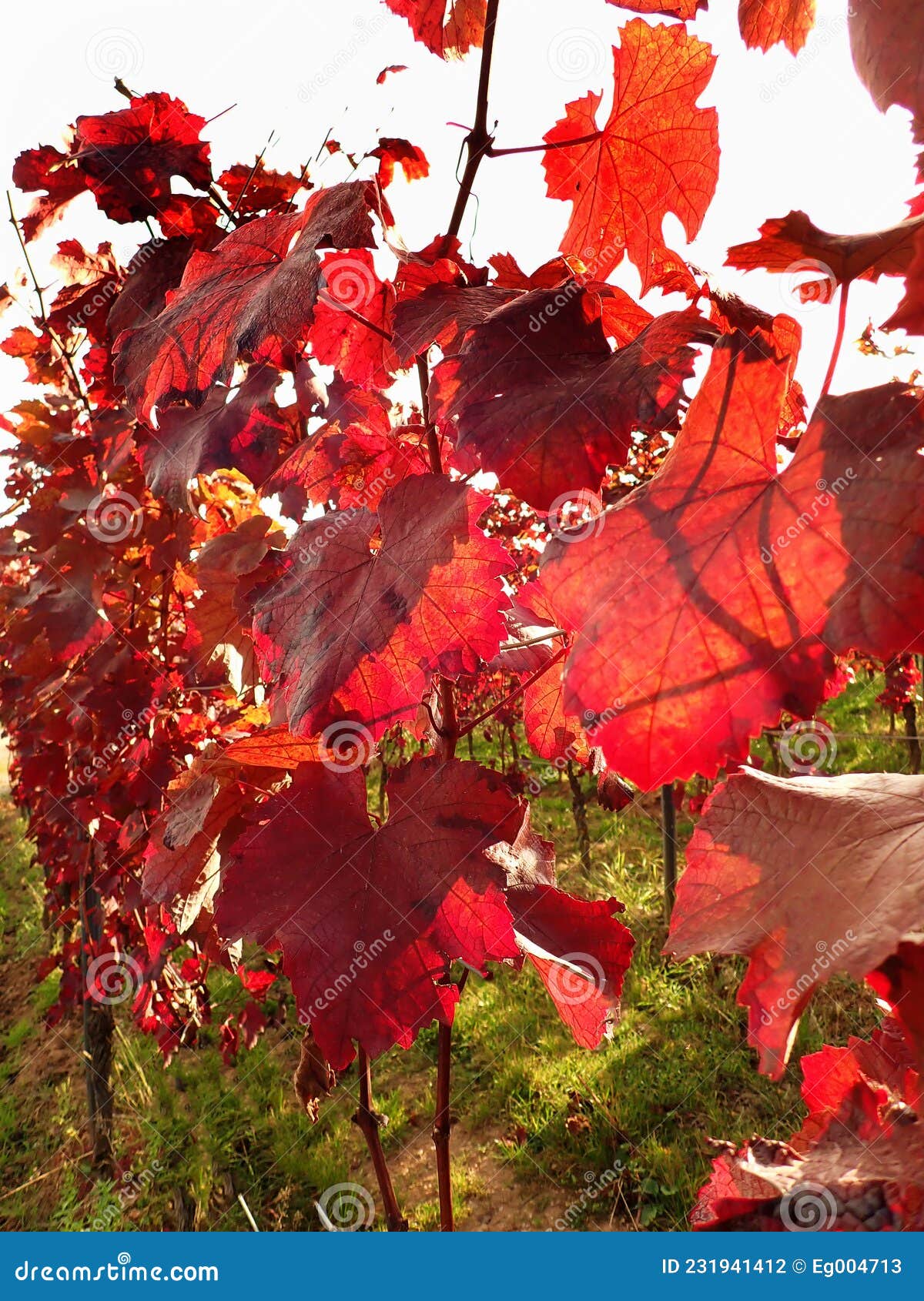 Red autumn grape leaves stock photo. Image of landscape - 231941412