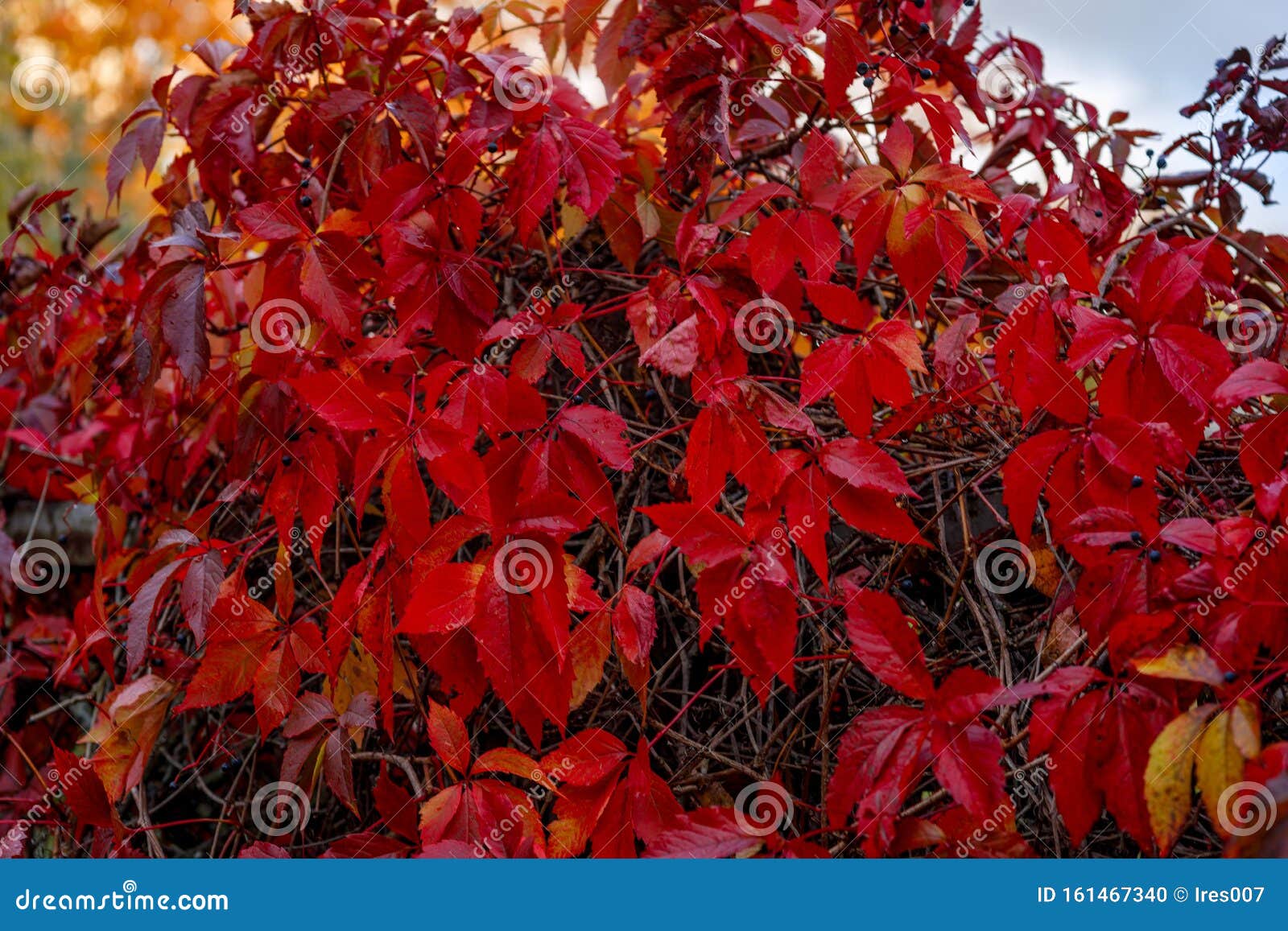 Red autumn ivy leaves stock photo. Image of fall, tree - 161467340