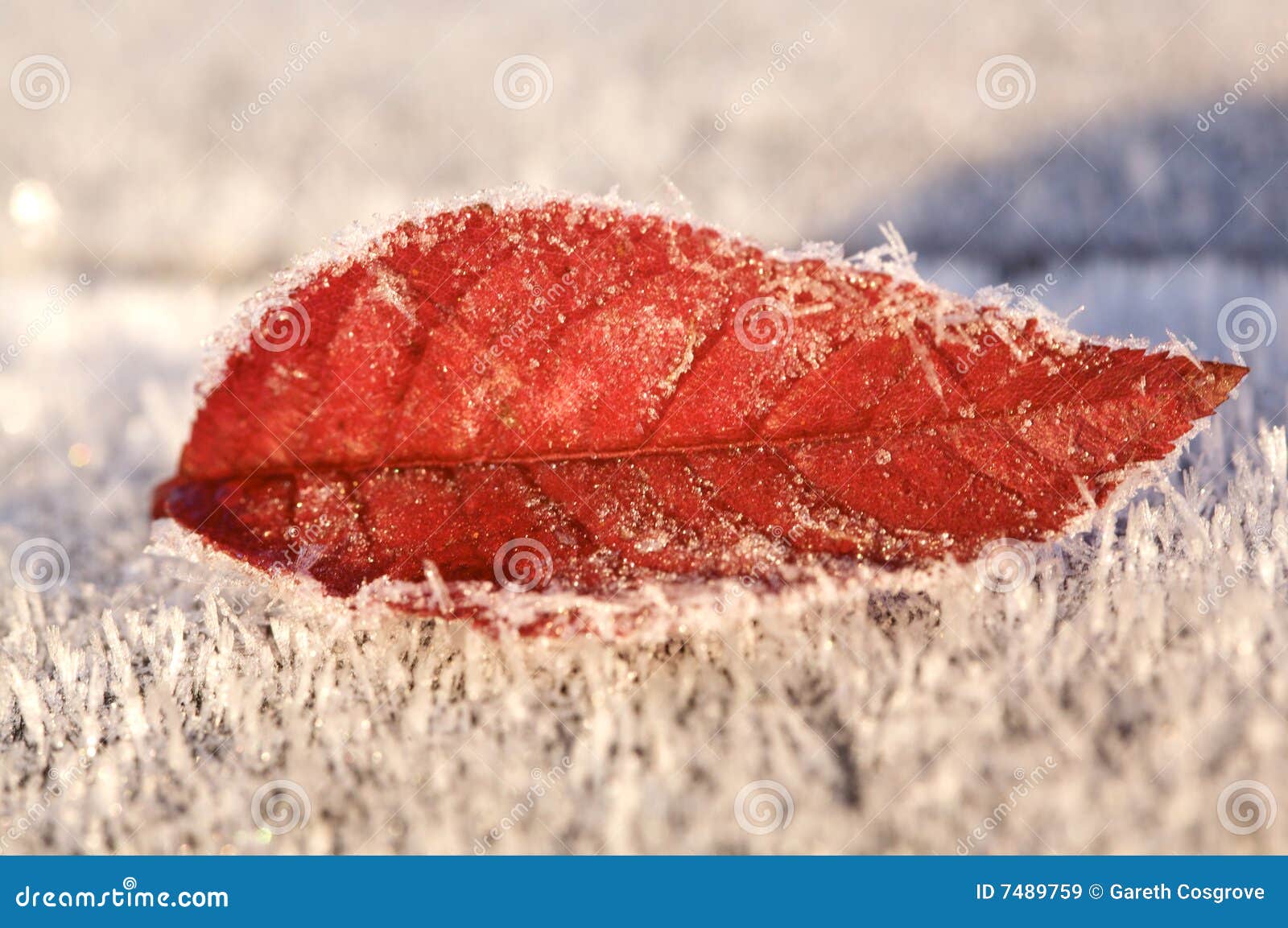 Red Autumn Leaf Covered in Ice Stock Image - Image of outdoor, plant ...