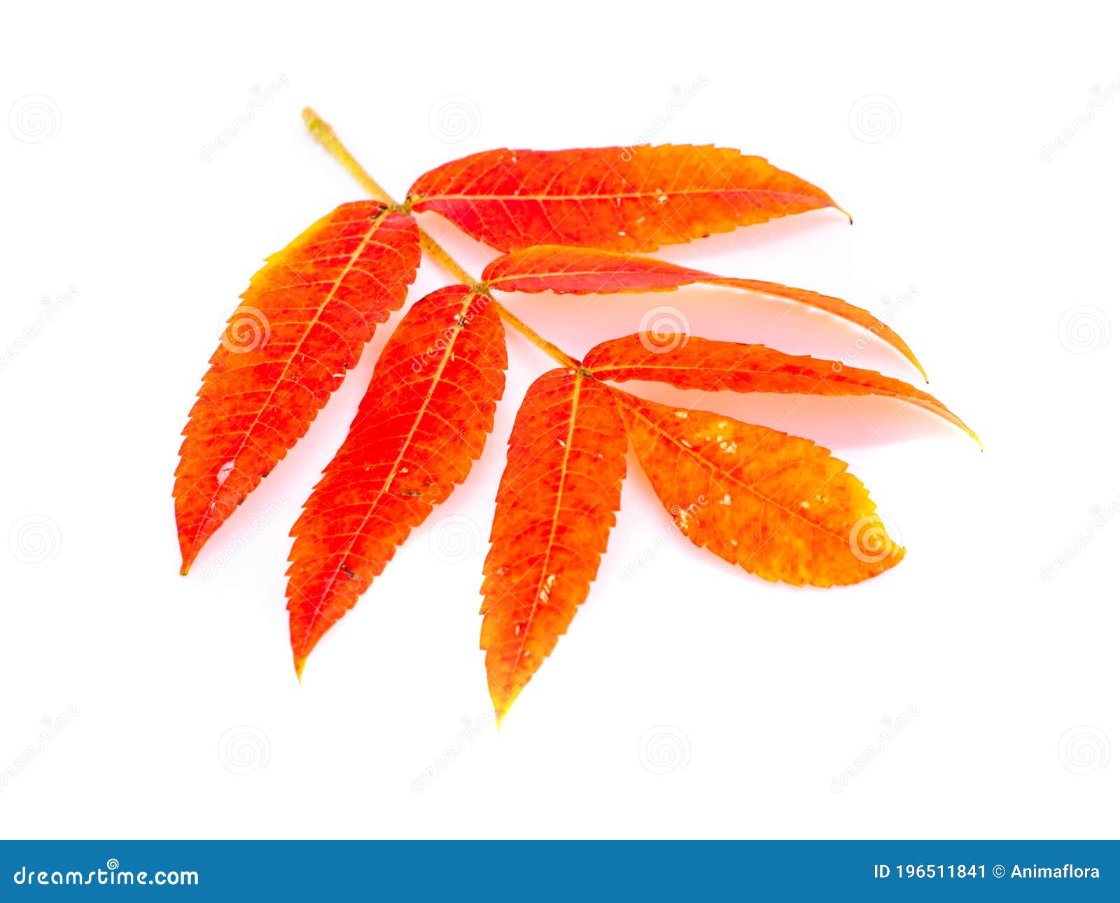 Red Autumn Leaf Isolated Template Stock Image - Image of colorful ...