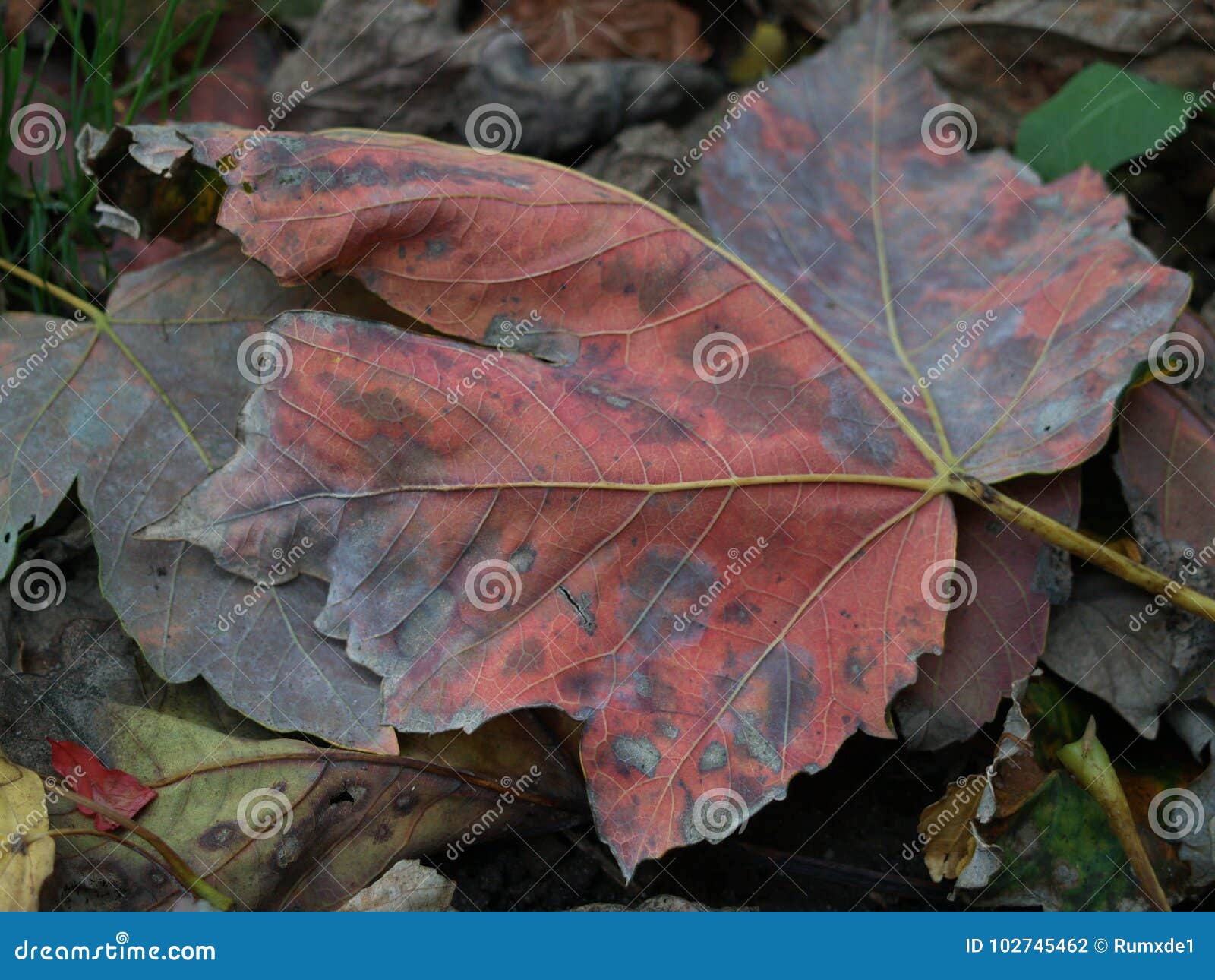 Red Autumn leaf stock photo. Image of faded, stained - 102745462