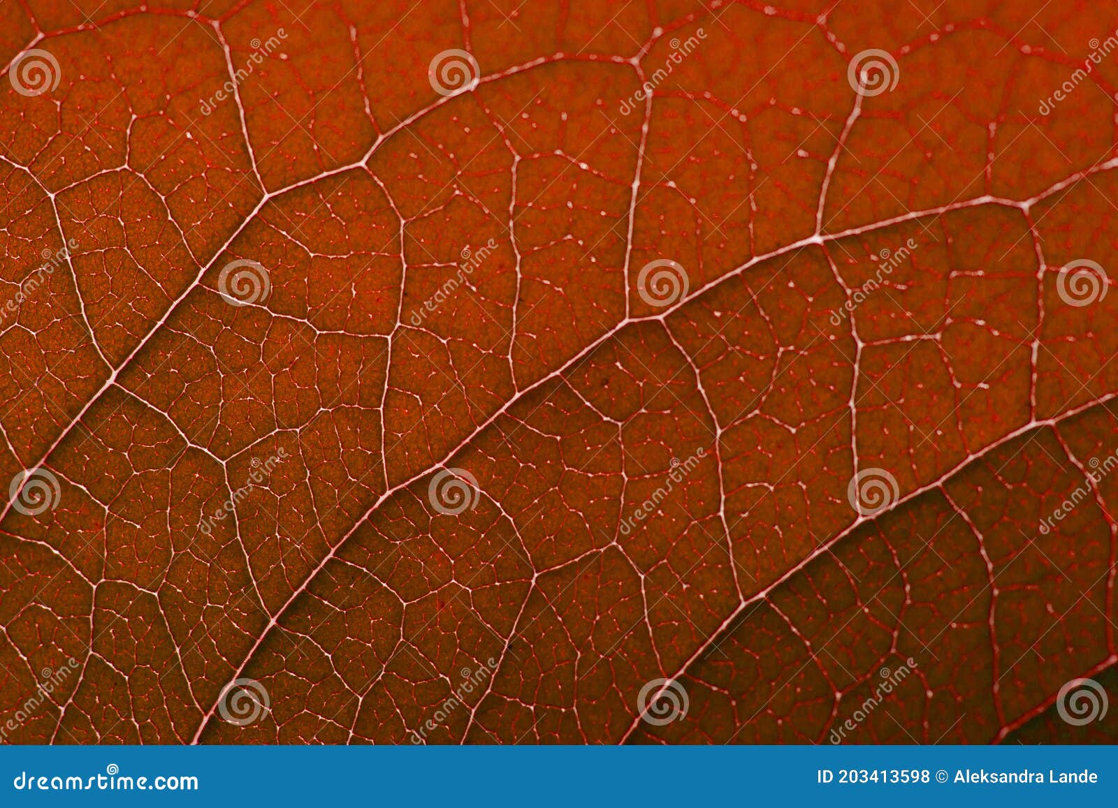 Red Autumn Leaf with Structure Stock Photo - Image of ecology, growth ...