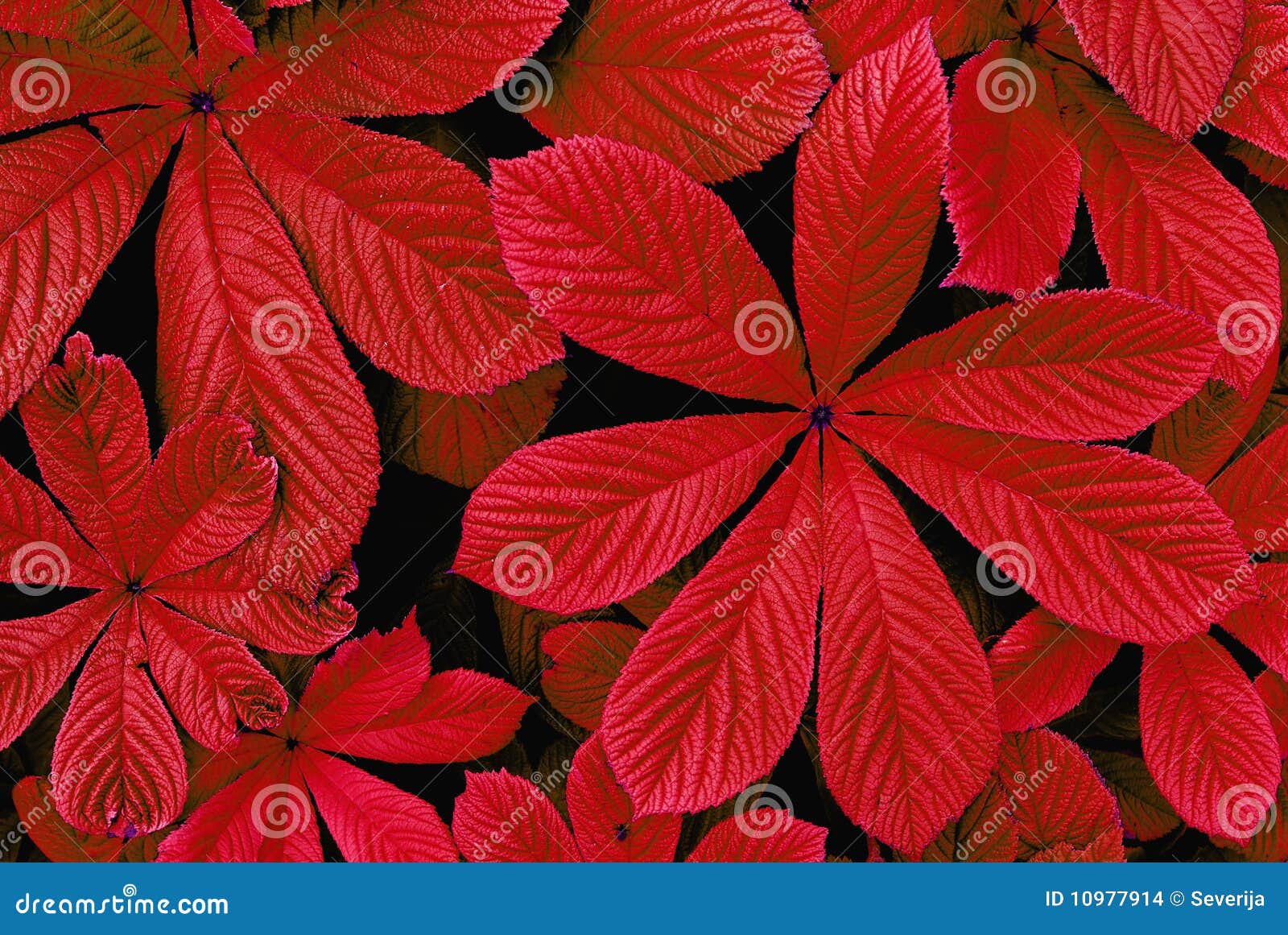 Red autumn leaves stock photo. Image of beautiful, landscape - 10977914