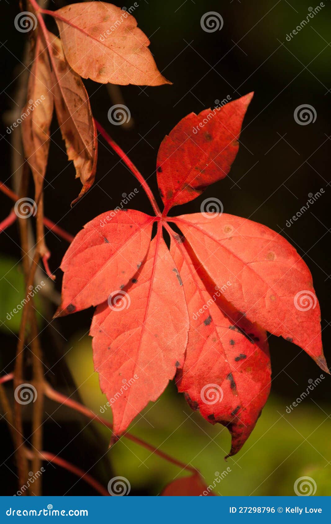 Red Autumn Leaves stock photo. Image of fall, leaves - 27298796